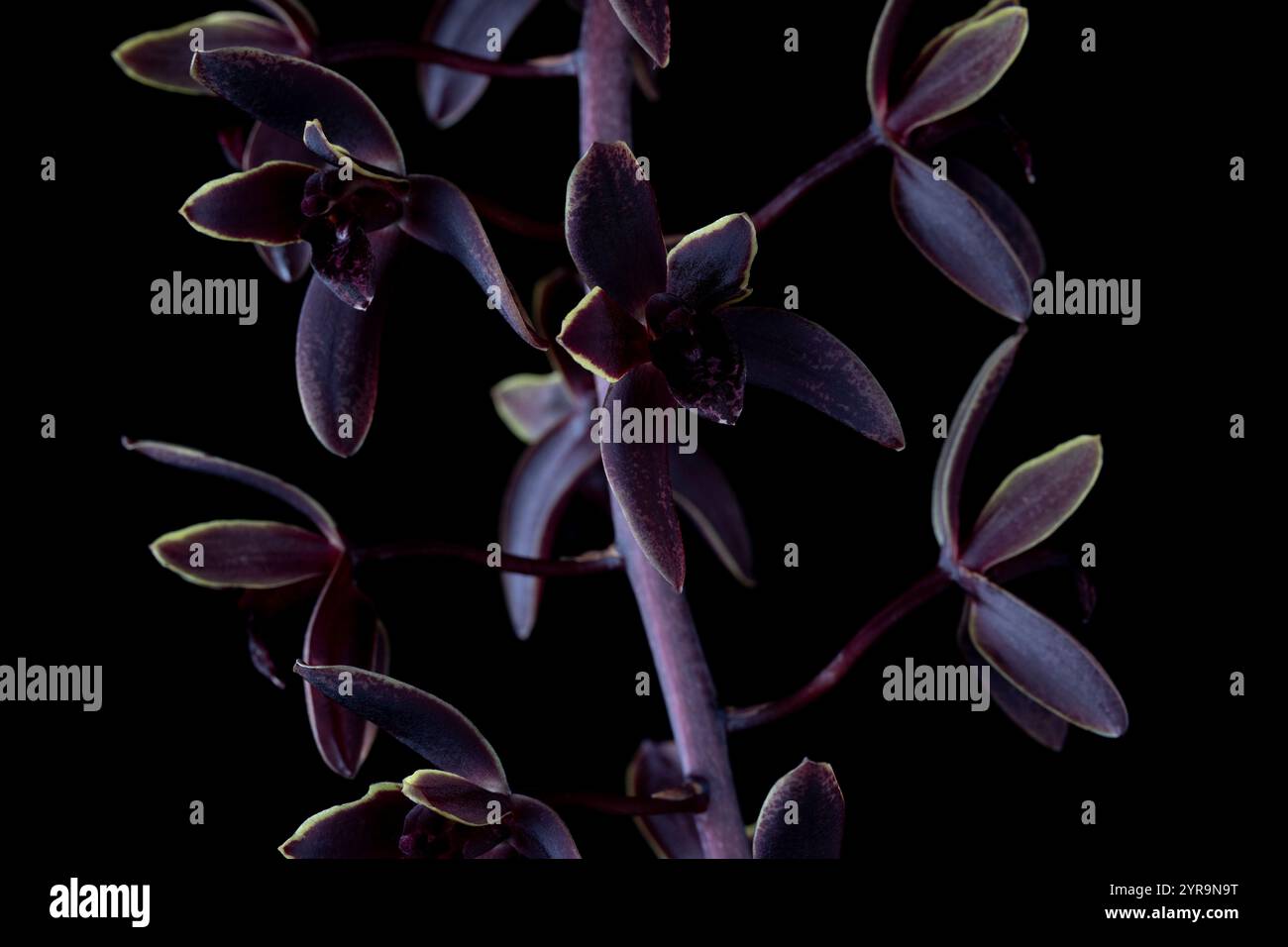 Cymbidium Little Black Sambo "Black Magic", a hybrid of Australian ...