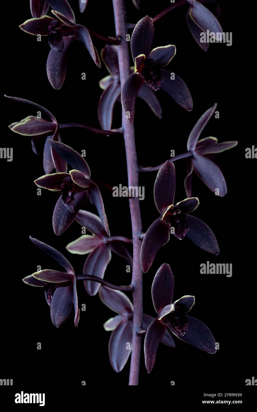 Cymbidium Little Black Sambo "Black Magic", a hybrid of Australian ...