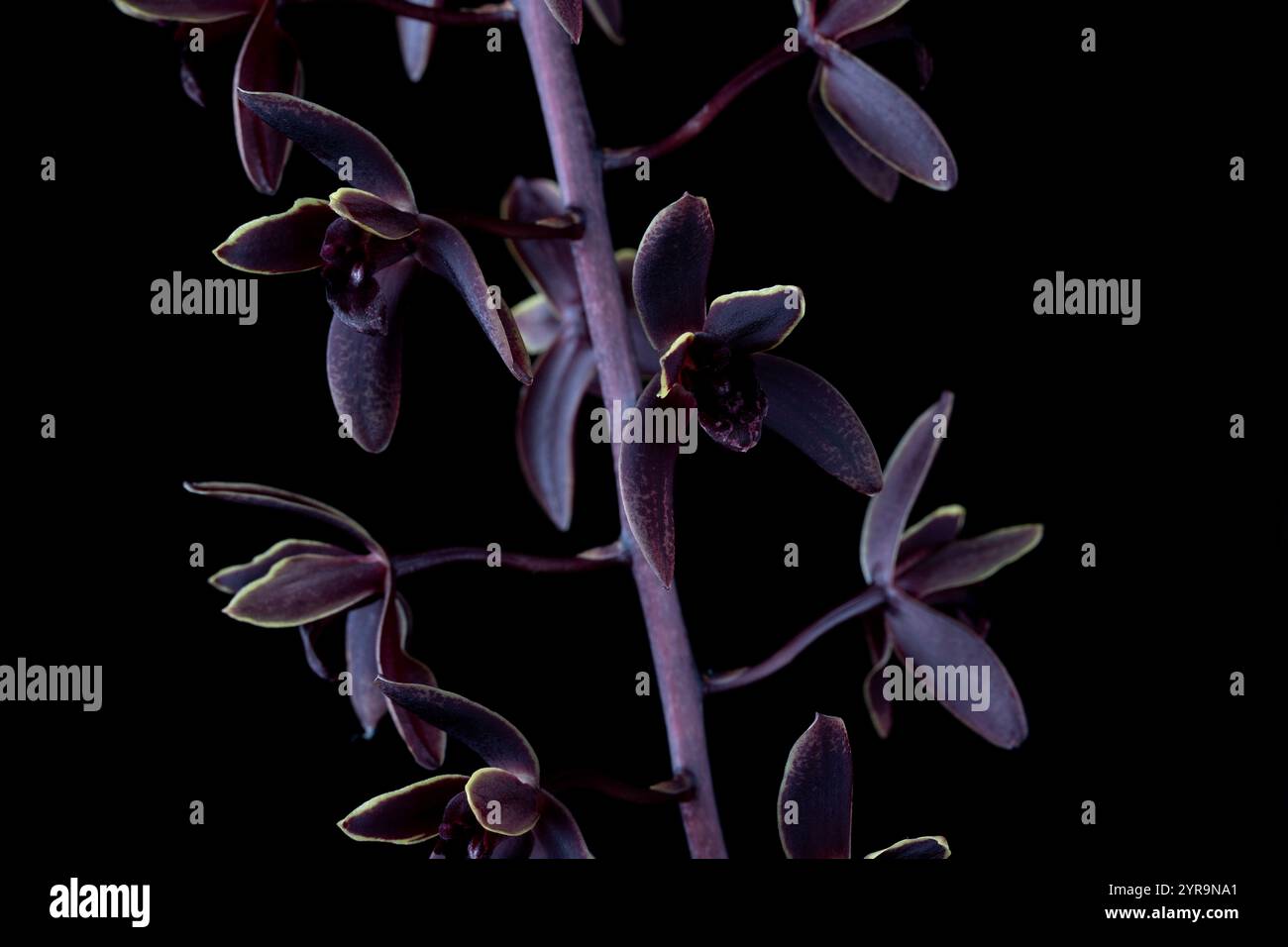 Cymbidium Little Black Sambo "Black Magic", a hybrid of Australian ...