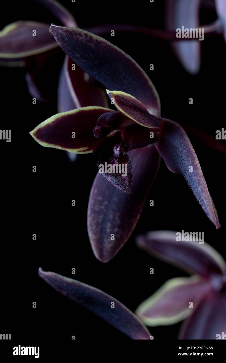 Cymbidium Little Black Sambo "Black Magic", a hybrid of Australian ...