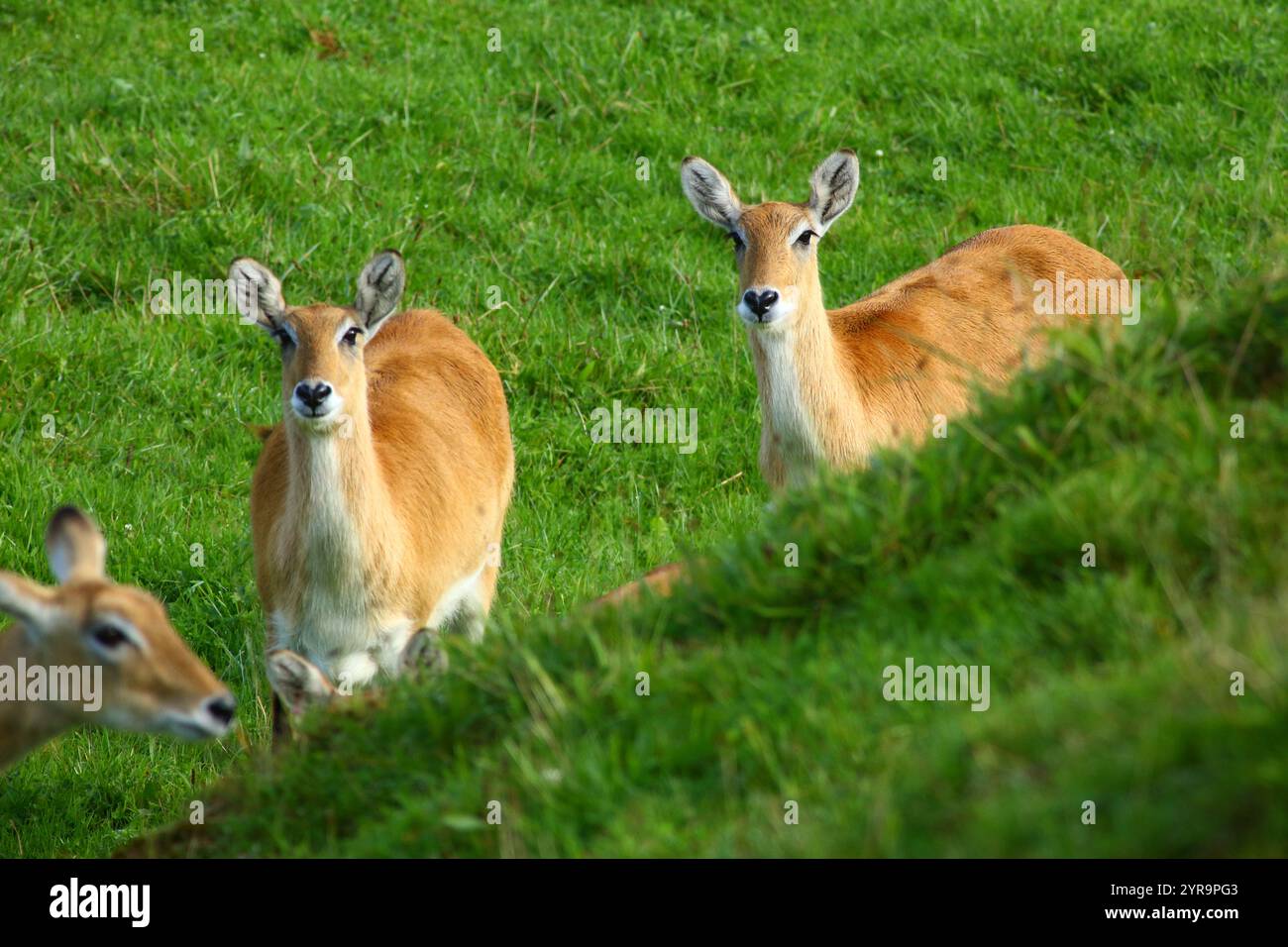 Cobo Lichi antelope, calmly resting and eating outdoors in nature Stock ...