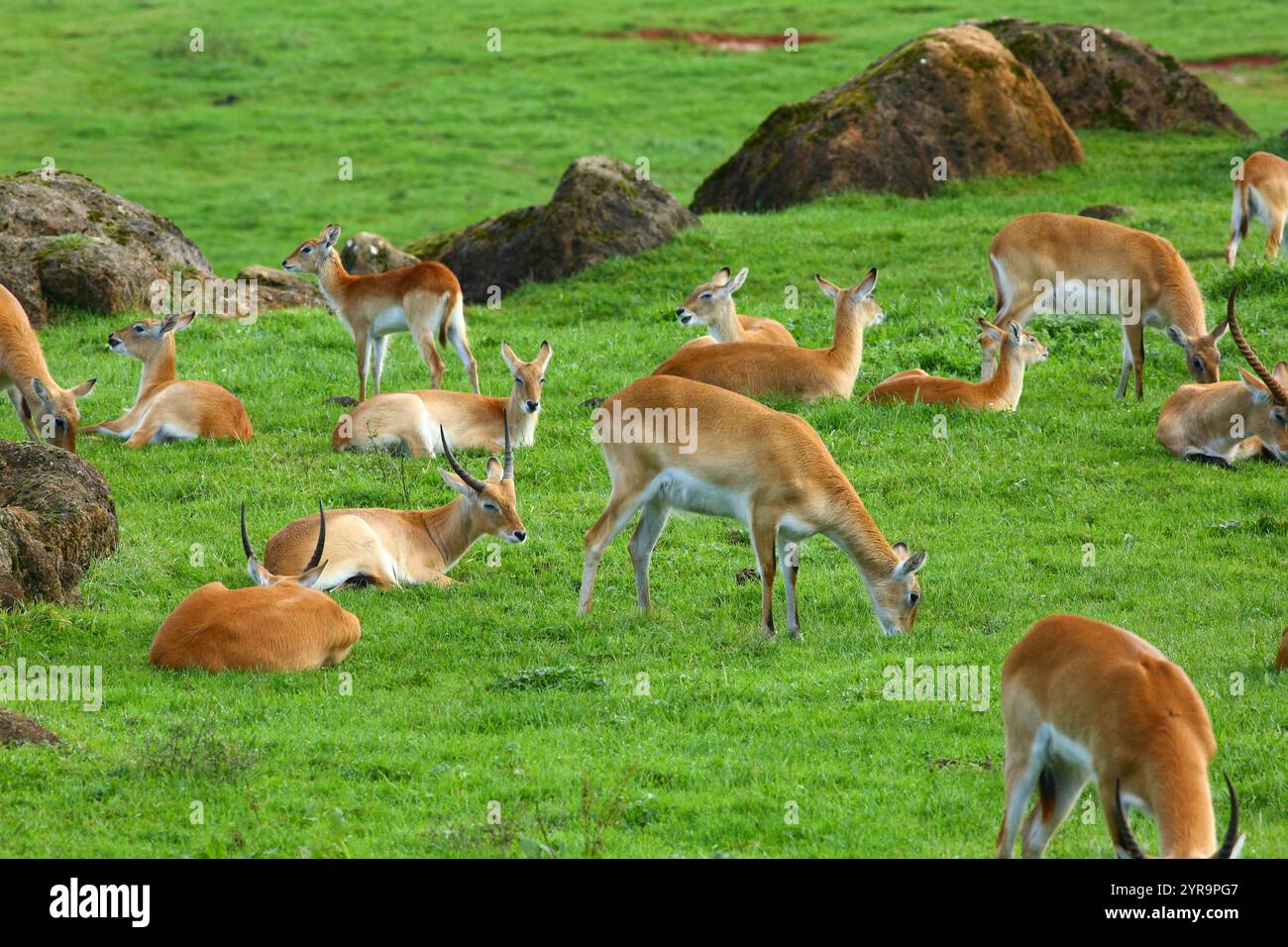 Baby antelope lying in grass hi-res stock photography and images - Alamy