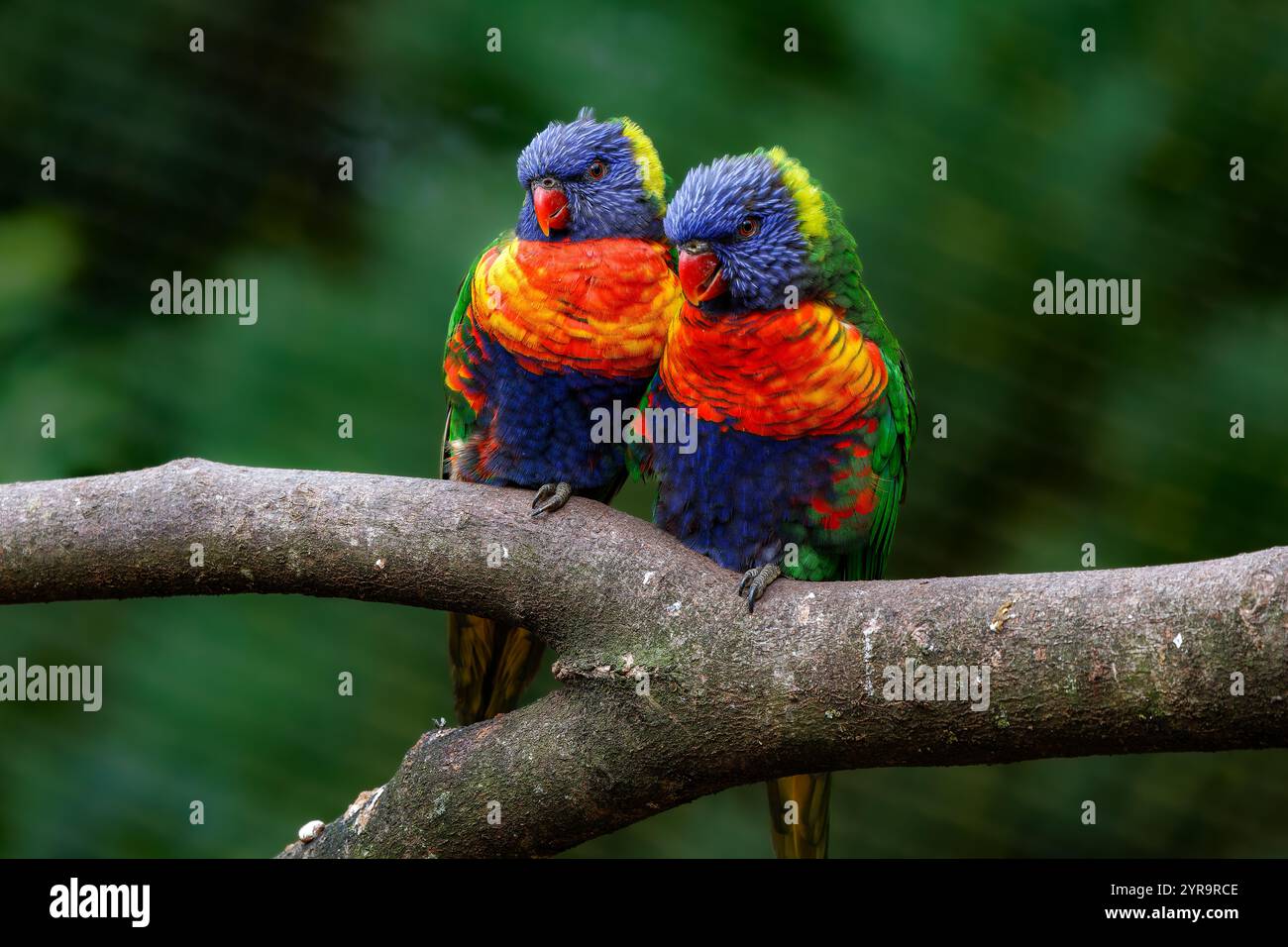 Male rainbow lorikeet hi-res stock photography and images - Alamy