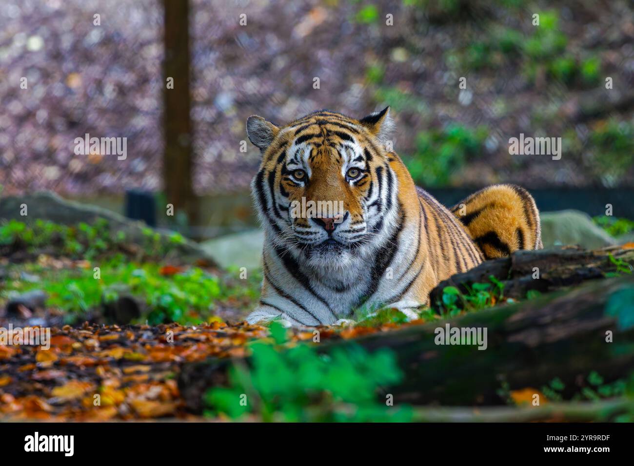 Straight head profile hi-res stock photography and images - Alamy