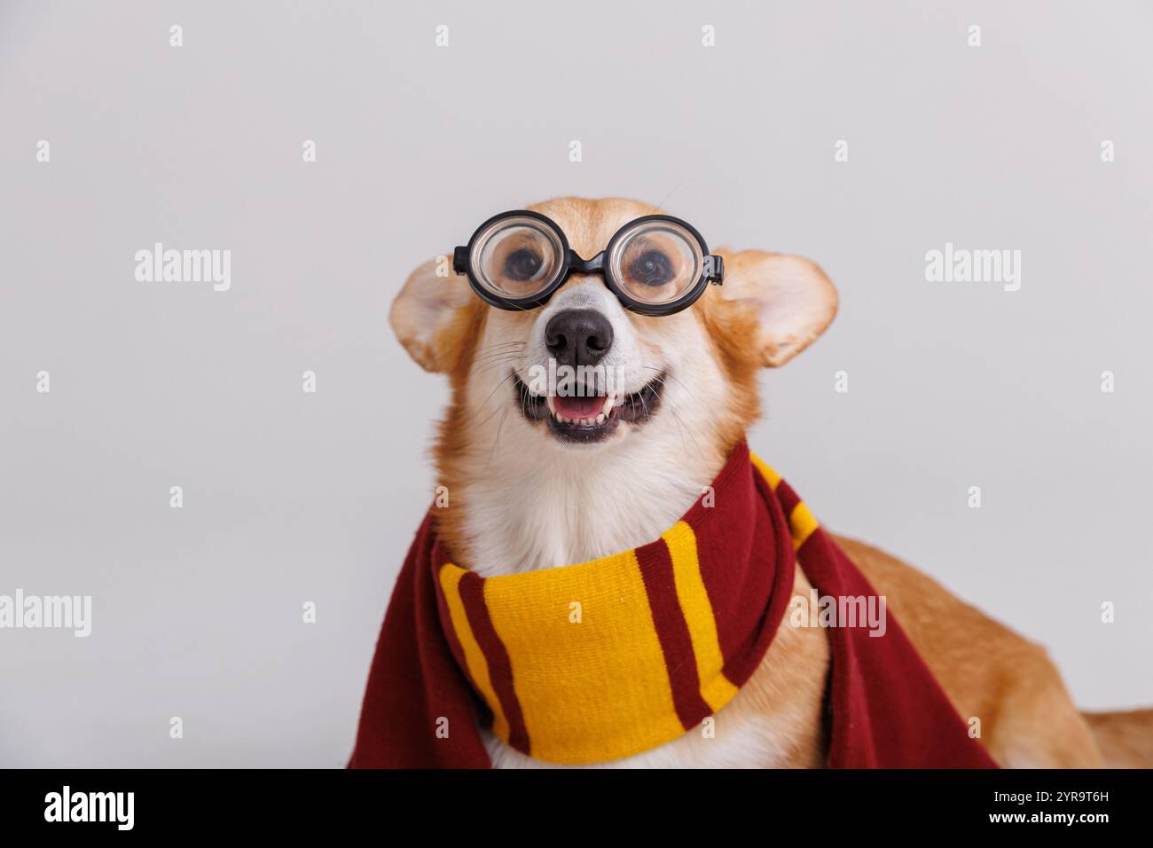 Corgi wizard hi-res stock photography and images - Alamy