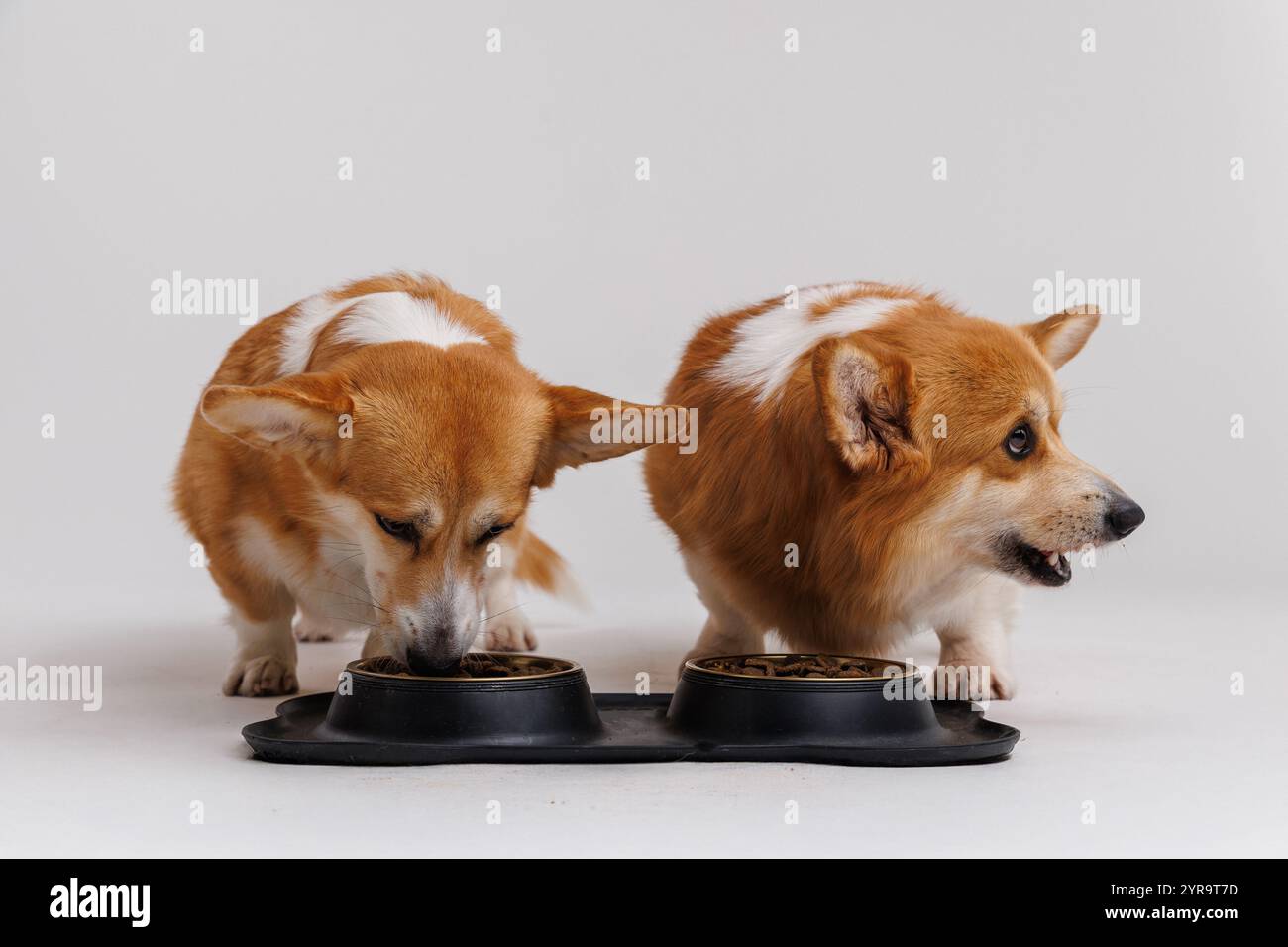 Two adorable corgis enjoying a meal together in a black double bowl ...