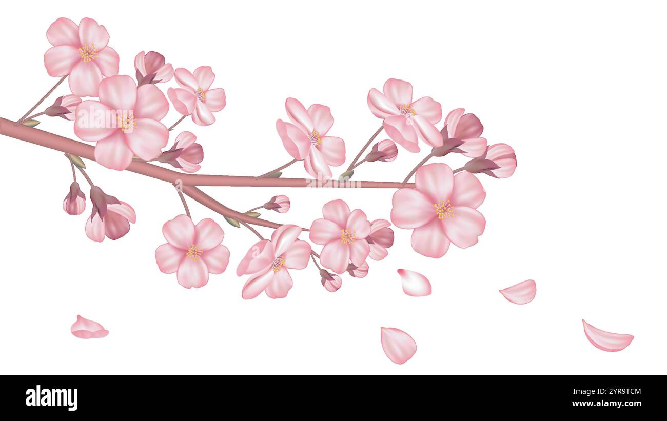 Cherry branch realistic. Sakura plant with leaves and petal. Romantic ...