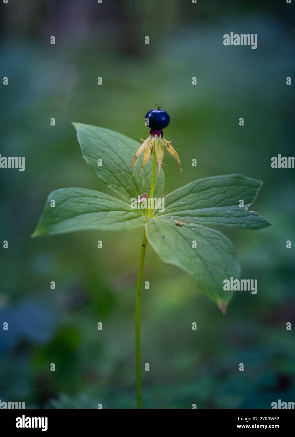 Beautiful black berry of herb Paris plant. Natural woodlands scenery ...