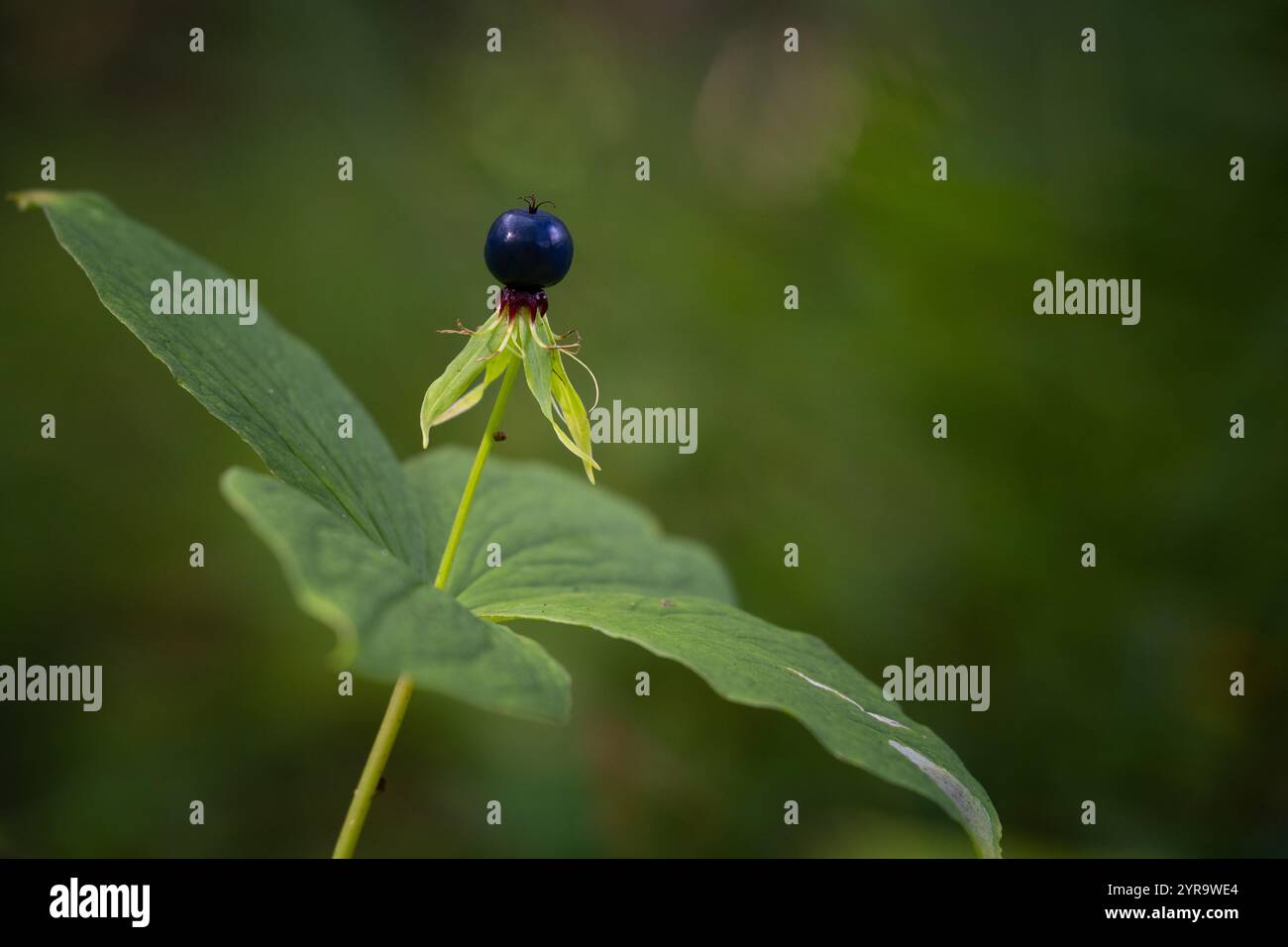 Beautiful black berry of herb Paris plant. Natural woodlands scenery ...