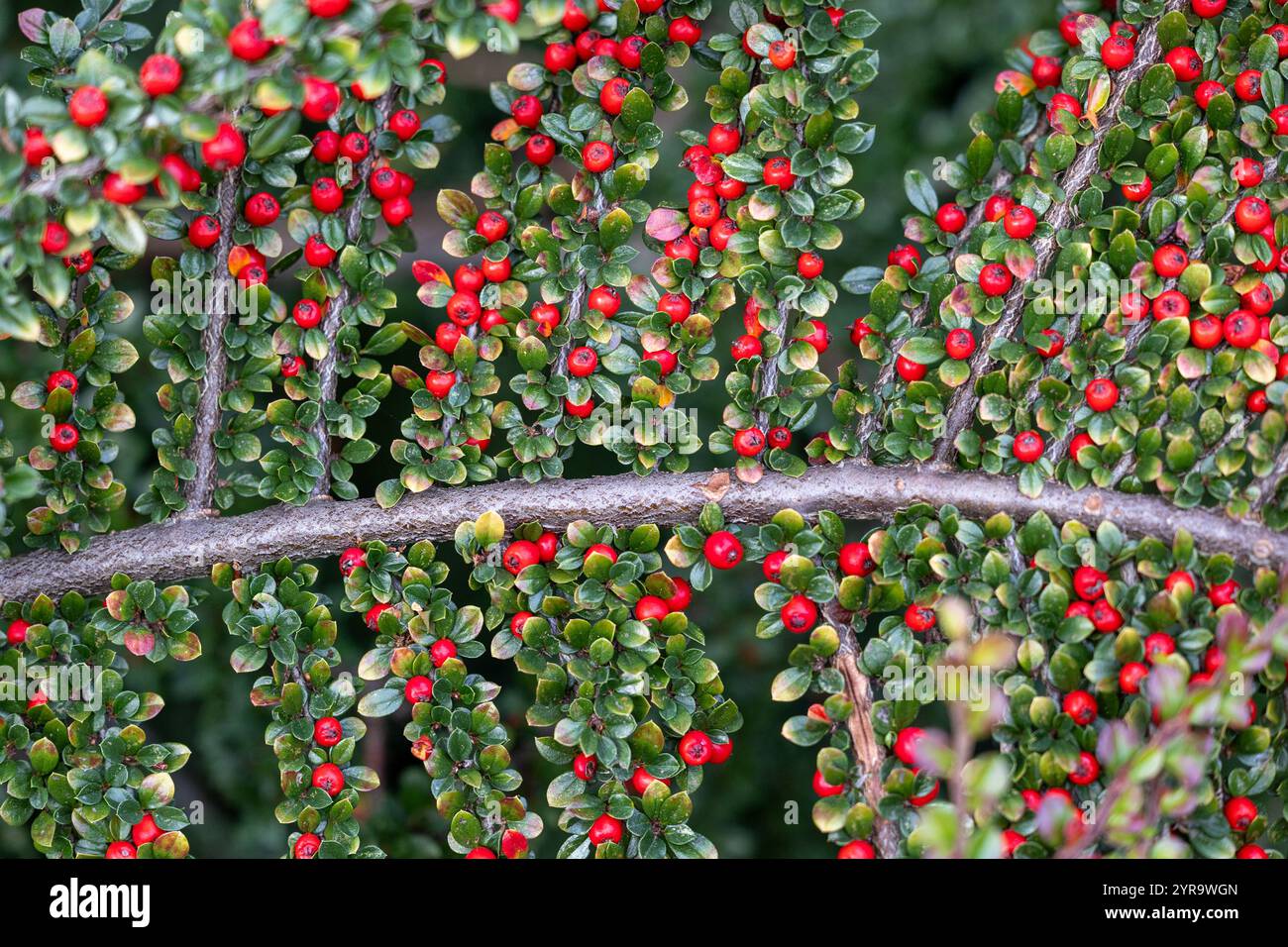 Beautiful red berries growing in the branch of bush in oriental park in ...