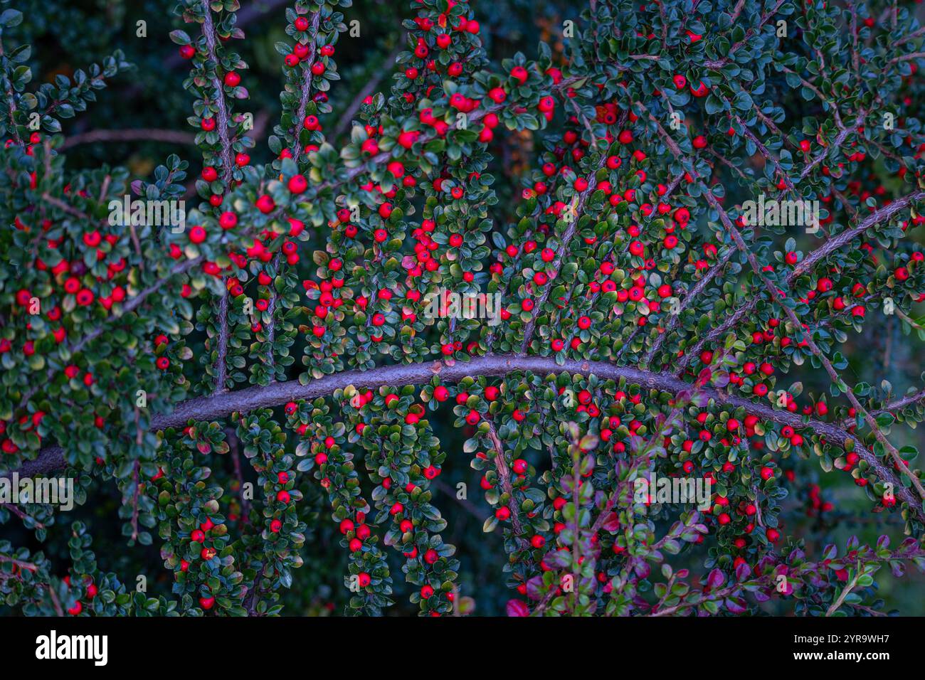 Beautiful red berries growing in the branch of bush in oriental park in ...