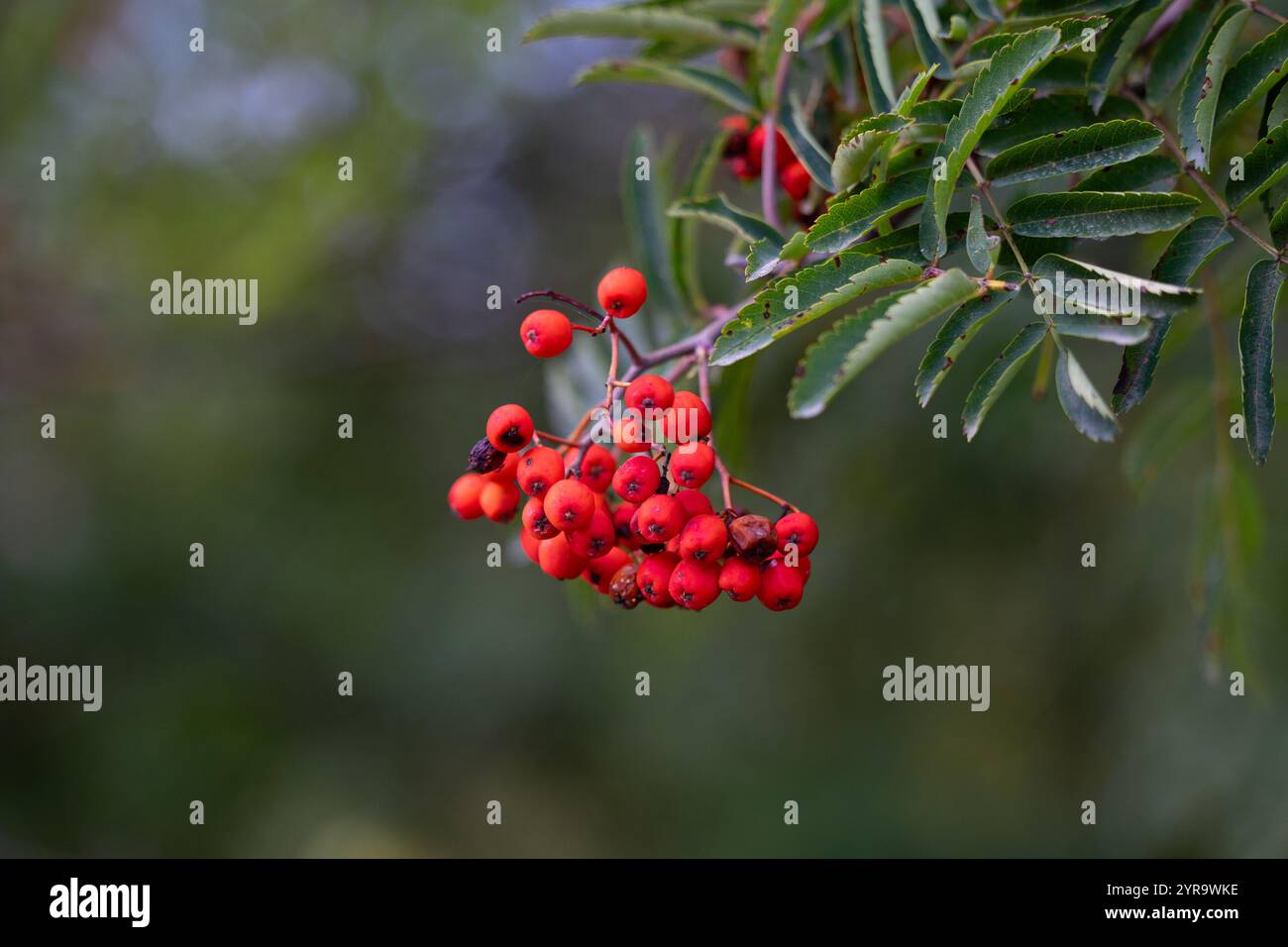 Beautiful orange rowan tree berries during the summer's end. Natural ...
