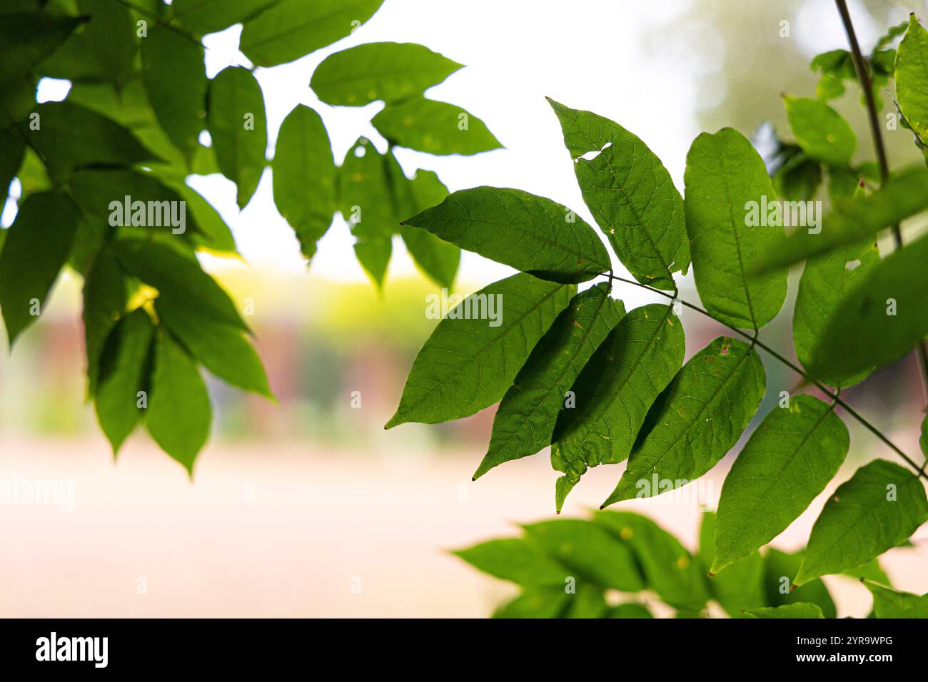 Beautiful bright green leaves of the common ash tree. Fraxinus ...