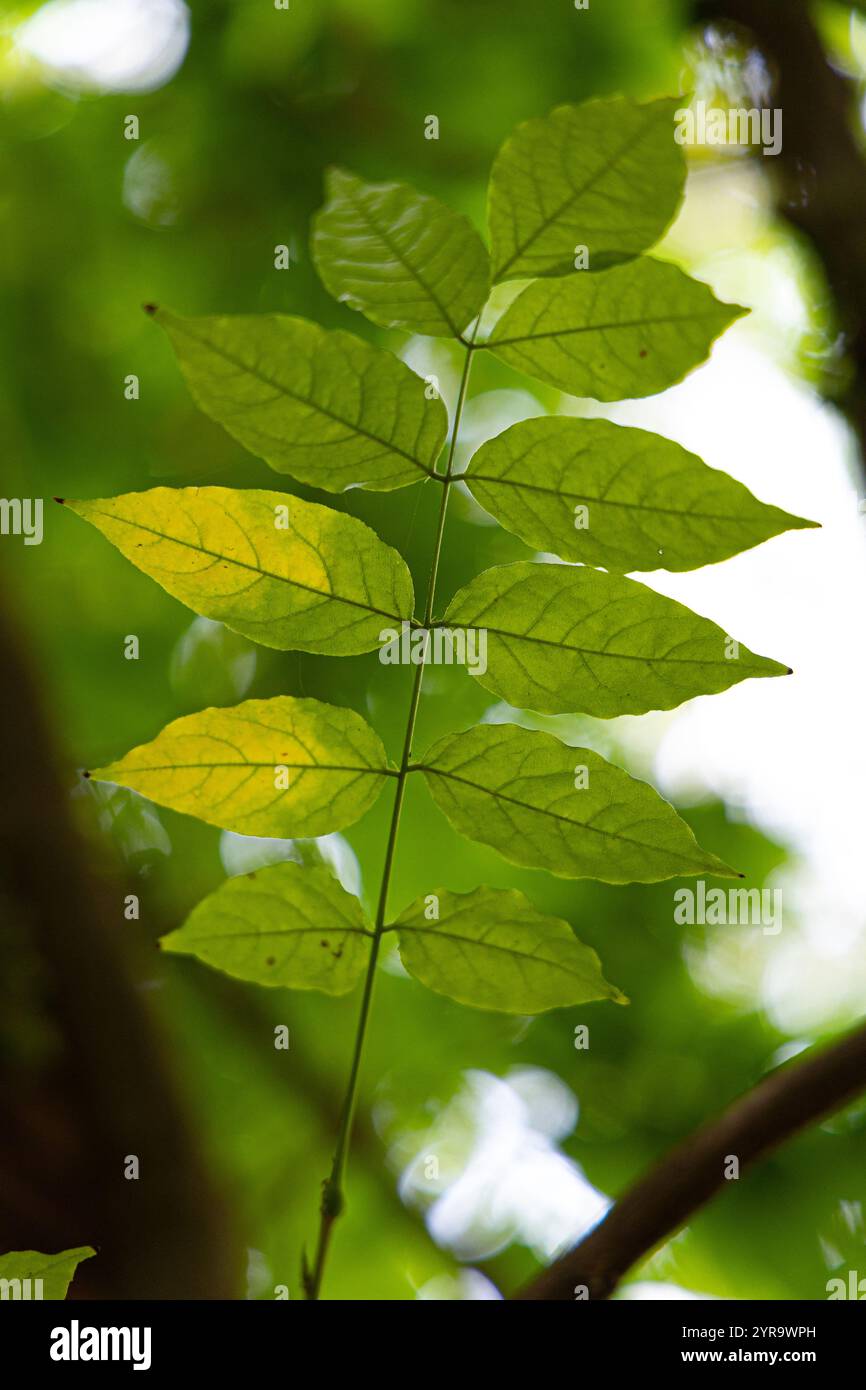 Beautiful bright green leaves of the common ash tree. Fraxinus ...