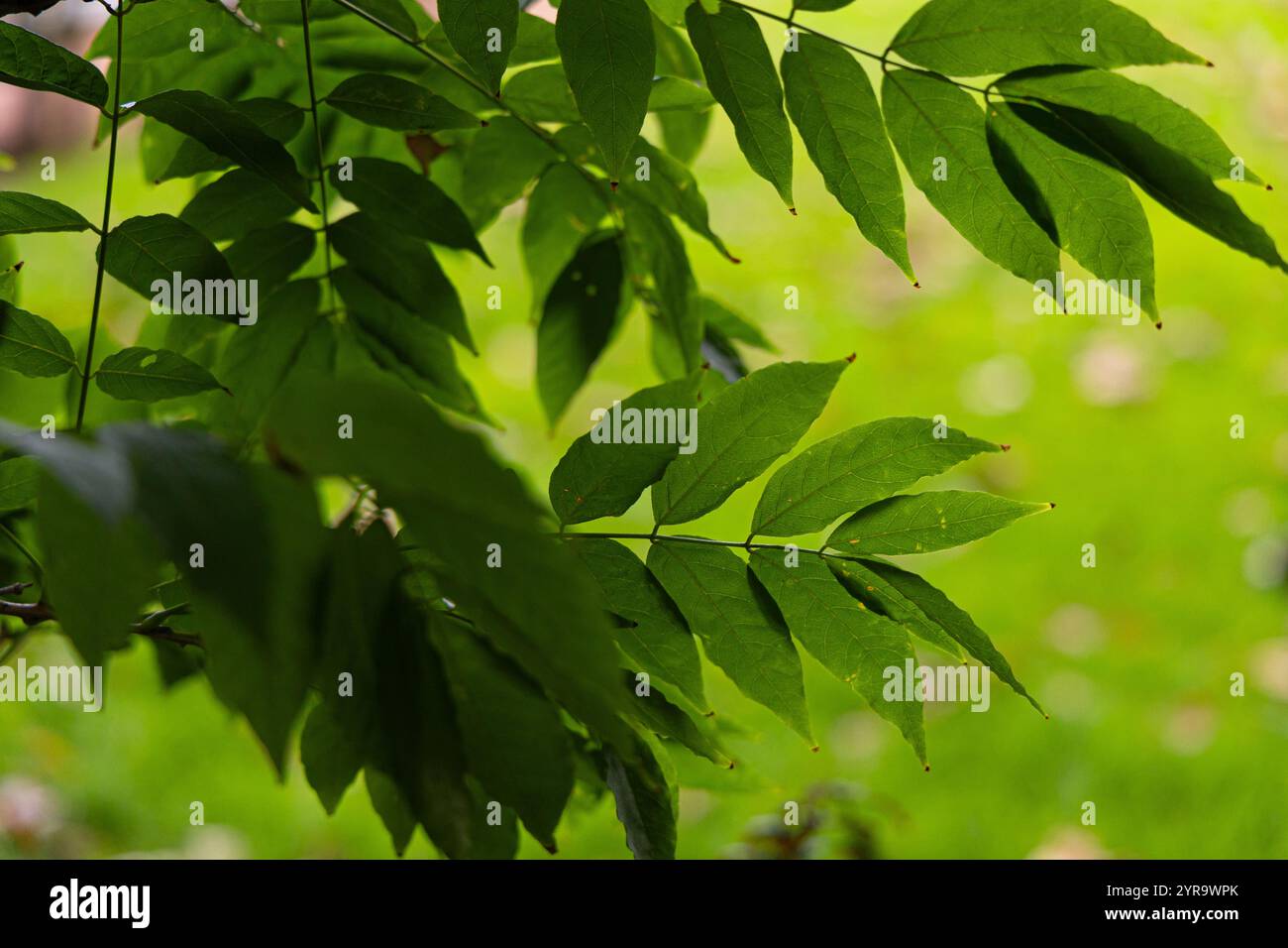 Beautiful bright green leaves of the common ash tree. Fraxinus ...