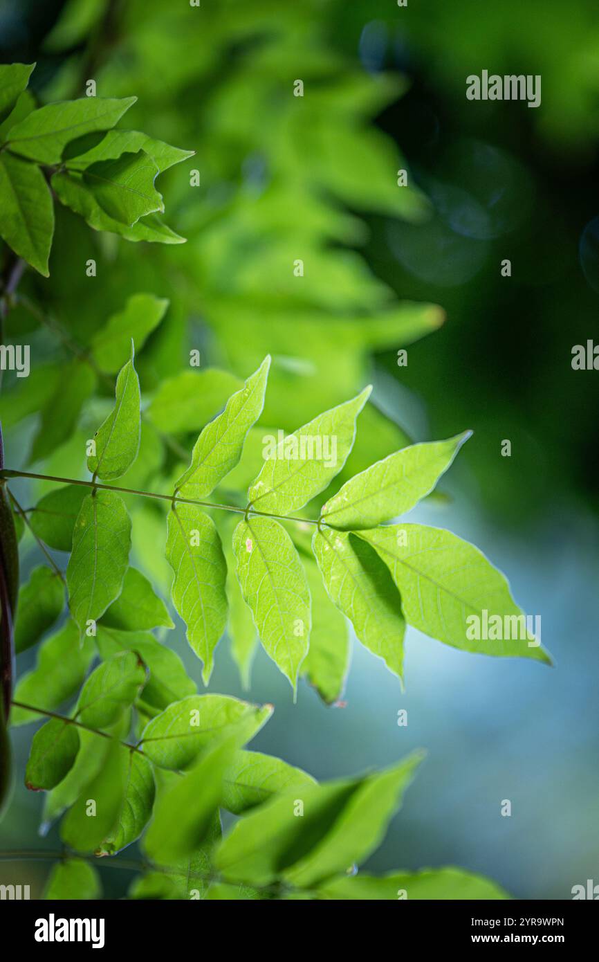 Beautiful bright green leaves of the common ash tree. Fraxinus ...
