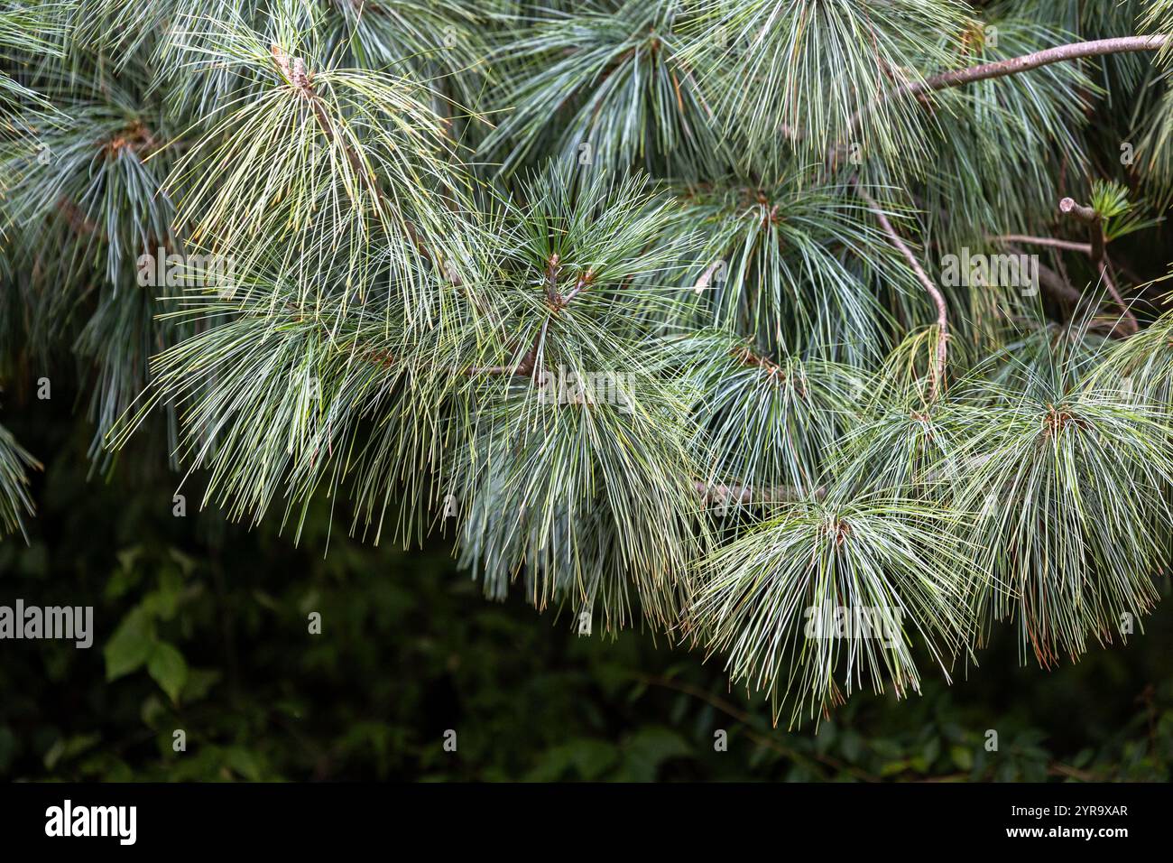 Beautiful pine tree branches with long spikes. Coniferous tree growing ...