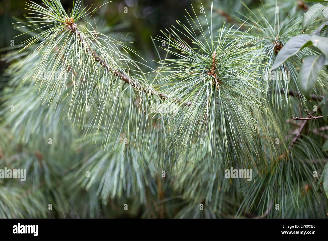 Beautiful pine tree branches with long spikes. Coniferous tree growing ...