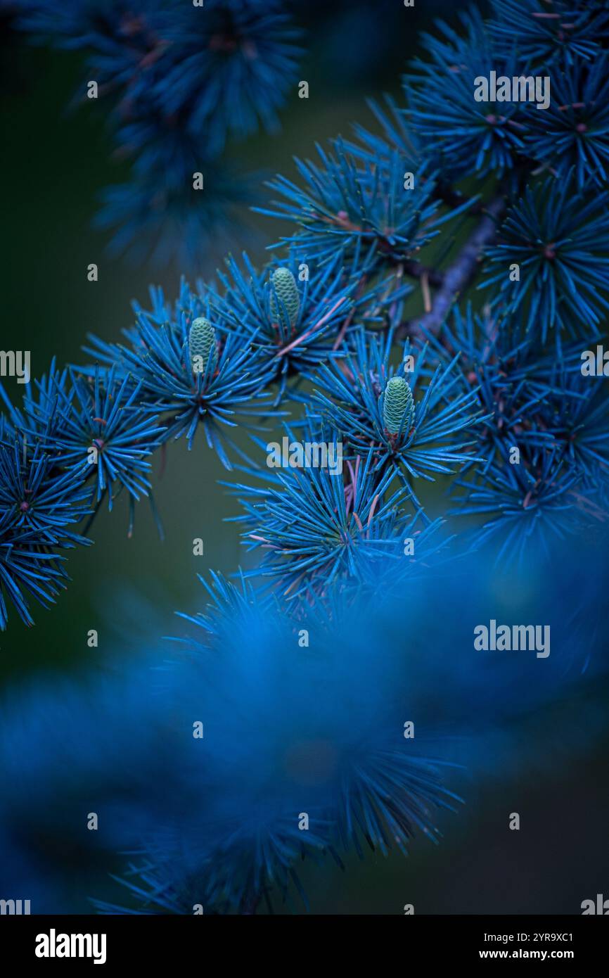 Beautiful pine tree branches with short spikes. Coniferous tree growing ...