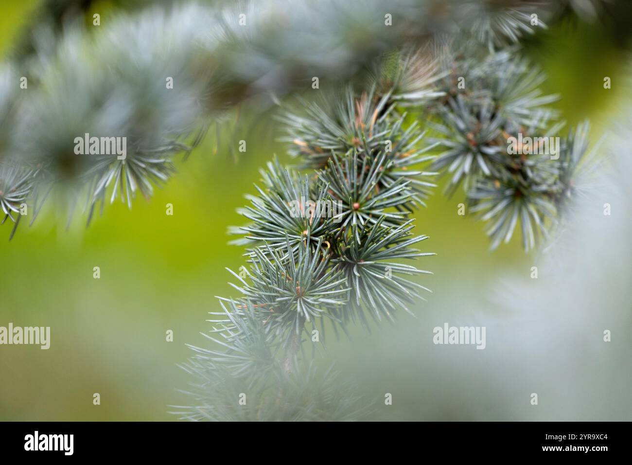 Beautiful pine tree branches with short spikes. Coniferous tree growing ...