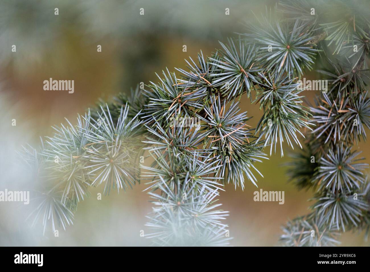 Beautiful pine tree branches with short spikes. Coniferous tree growing ...