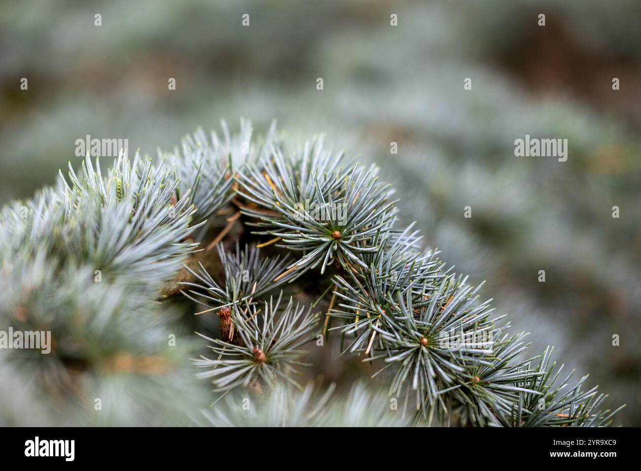 Beautiful pine tree branches with short spikes. Coniferous tree growing ...