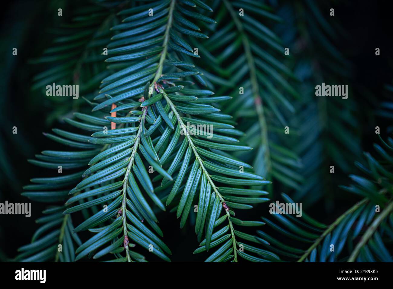 Beautiful yew tree branches with dark green leaves. Common yew bush ...