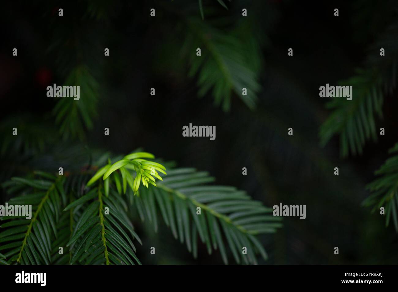 Beautiful yew tree branches with dark green leaves. Common yew bush hedge in the park Stock ...