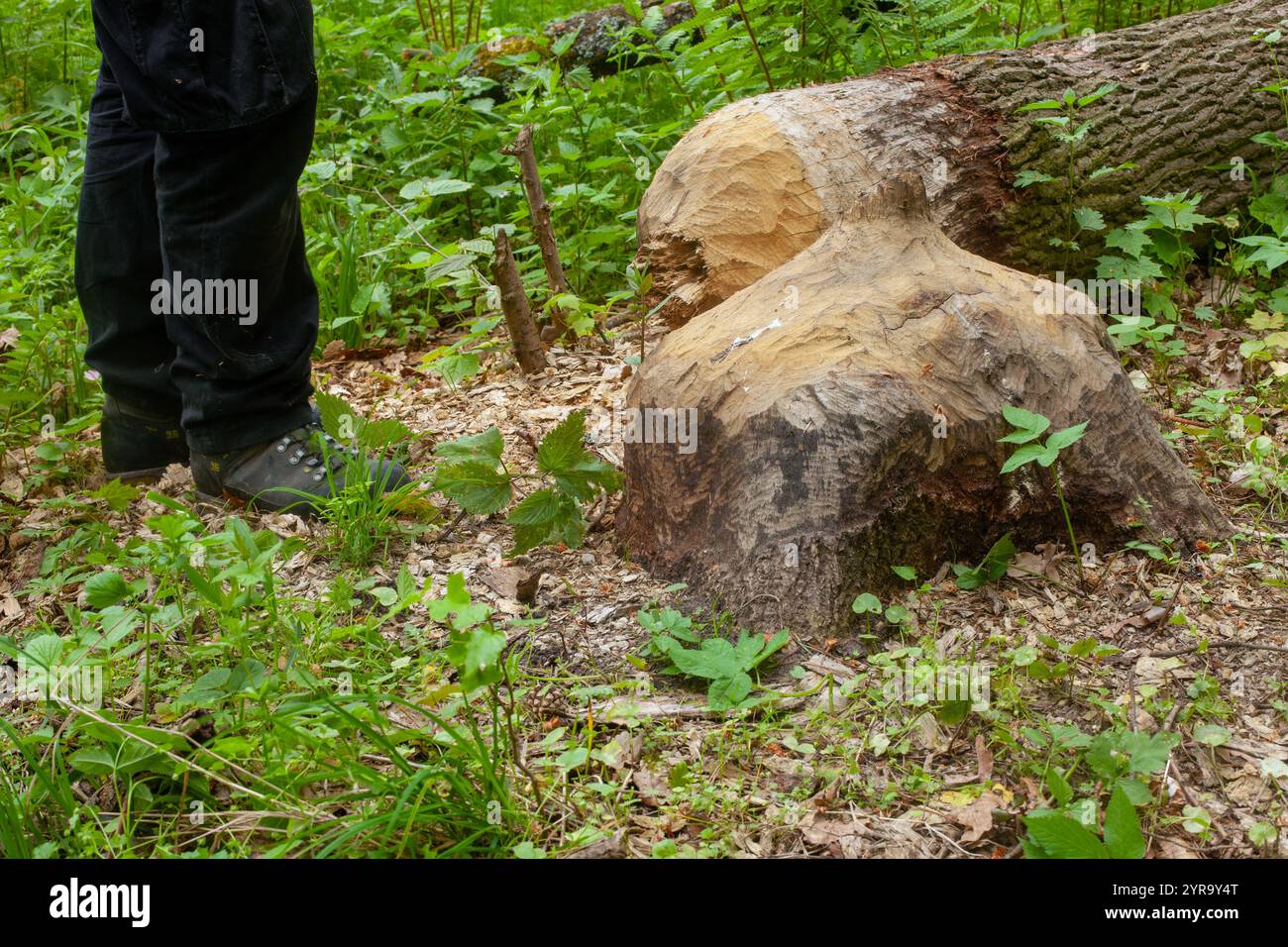 Tree Damage Caused by Beavers in Forest Stock Photo - Alamy
