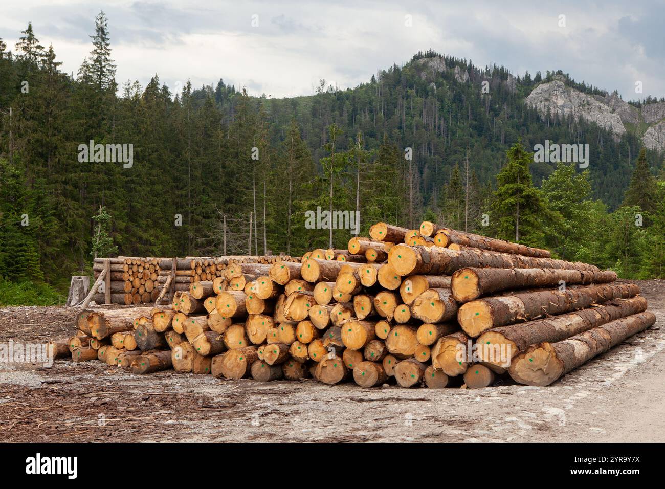 Forest reforestation efforts sustainability hi-res stock photography ...