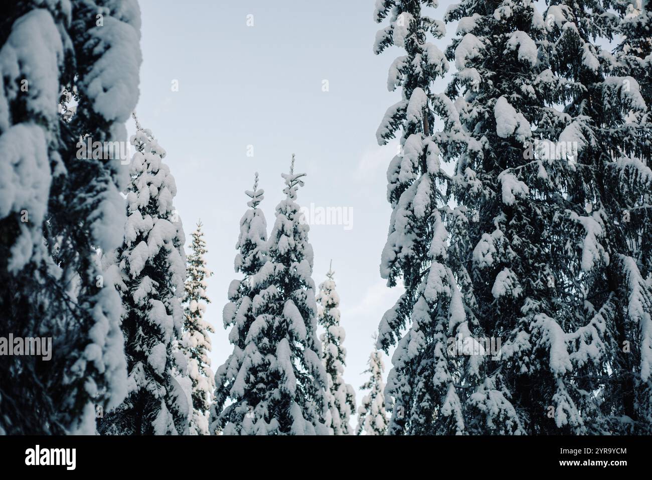 Snow covered pine trees and blue winter sky in Heggenes, Norway Stock ...