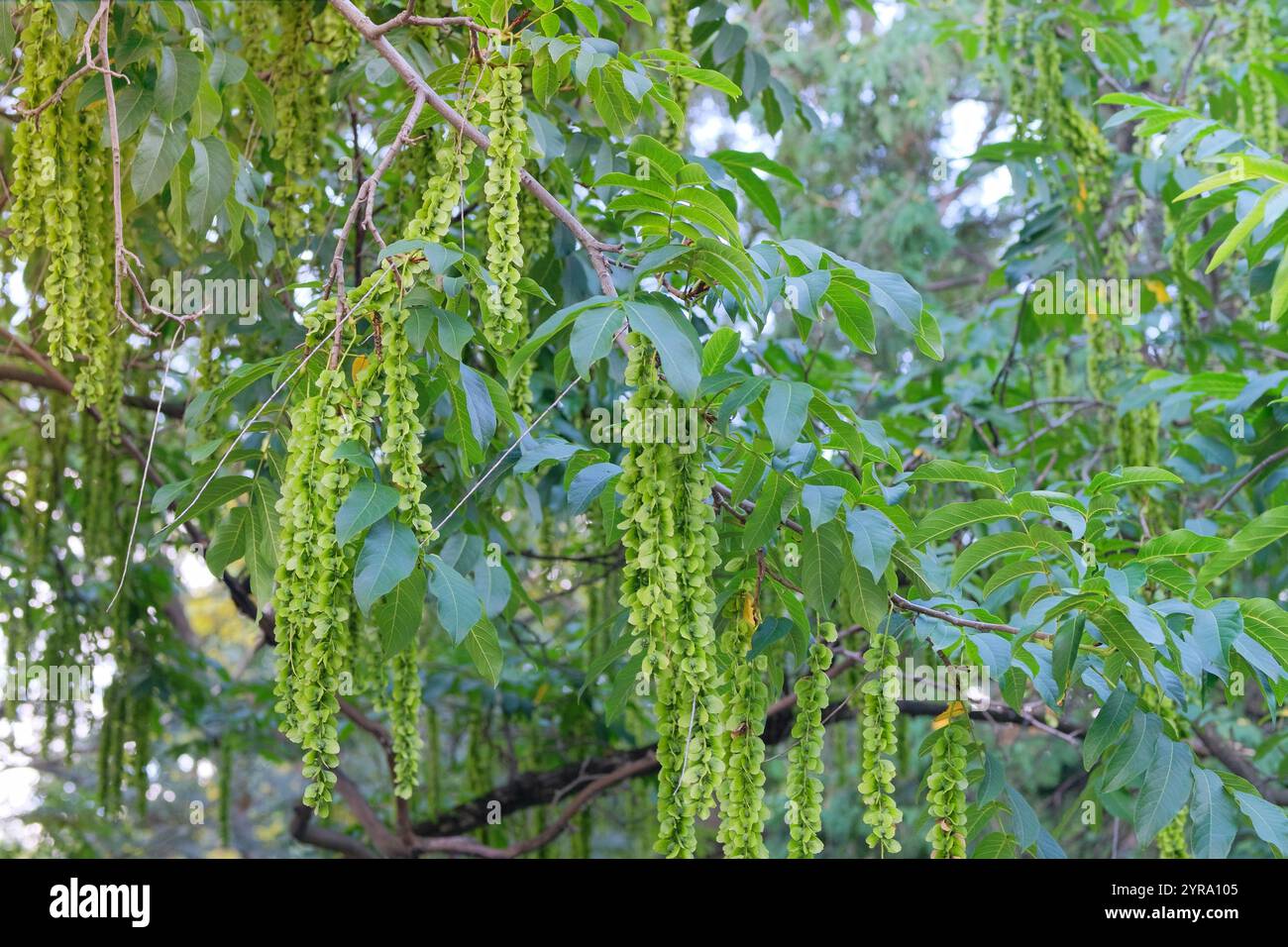 Pterocarya fraxinifolia in park in summer. Exotic tree. Green leaves in ...