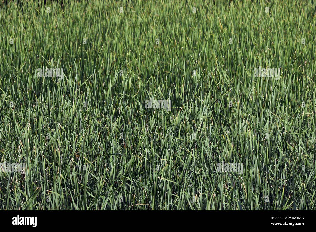 Grass background. Fresh lawn grass texture. Perfect green grass carpet ...