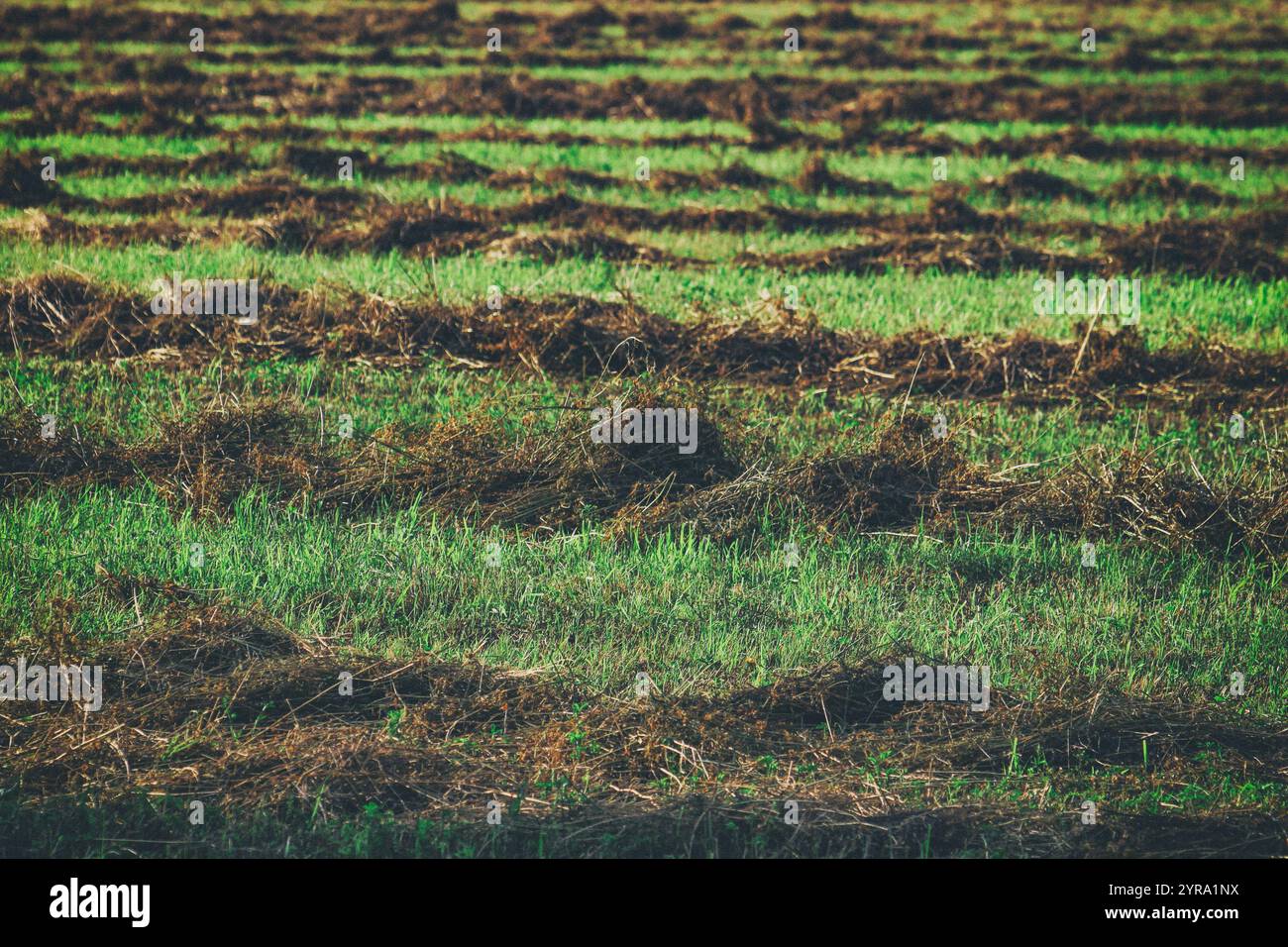 Cutten green hi-res stock photography and images - Alamy