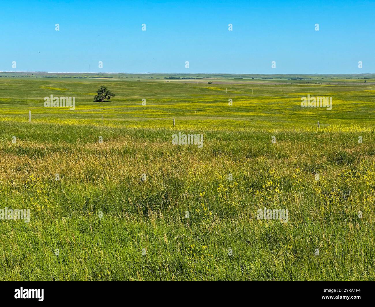 Solitary tree in a prairie landscape in the Great Plains, South Dakota ...