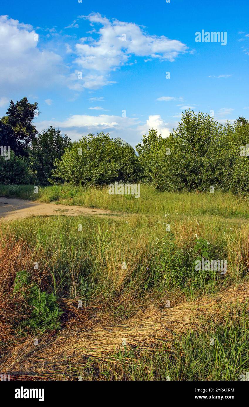 Image of bush vegetation in summer sunset light Stock Photo - Alamy
