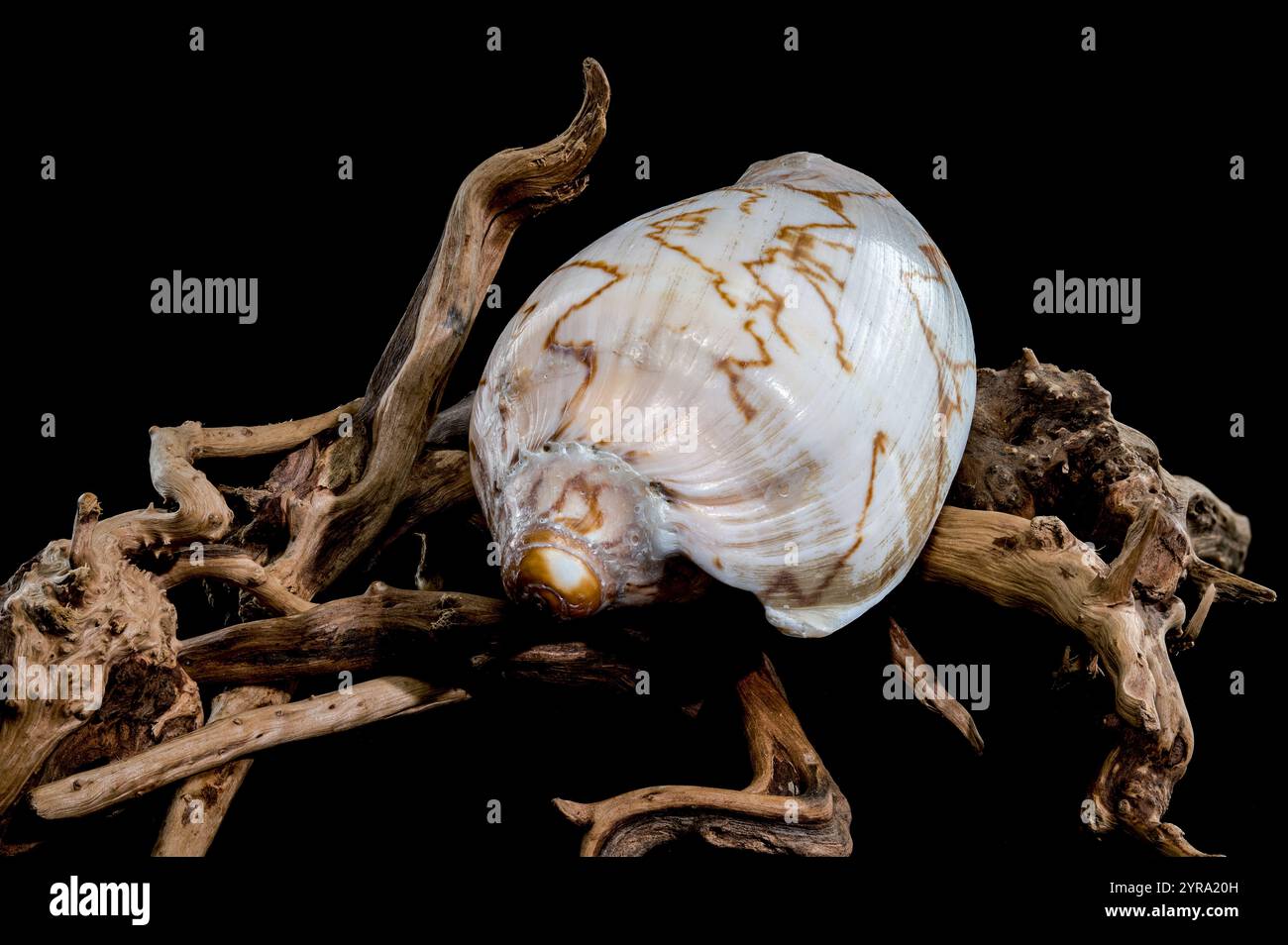 A stunning Cymbiola nobilis seashell, adorned with intricate brown ...