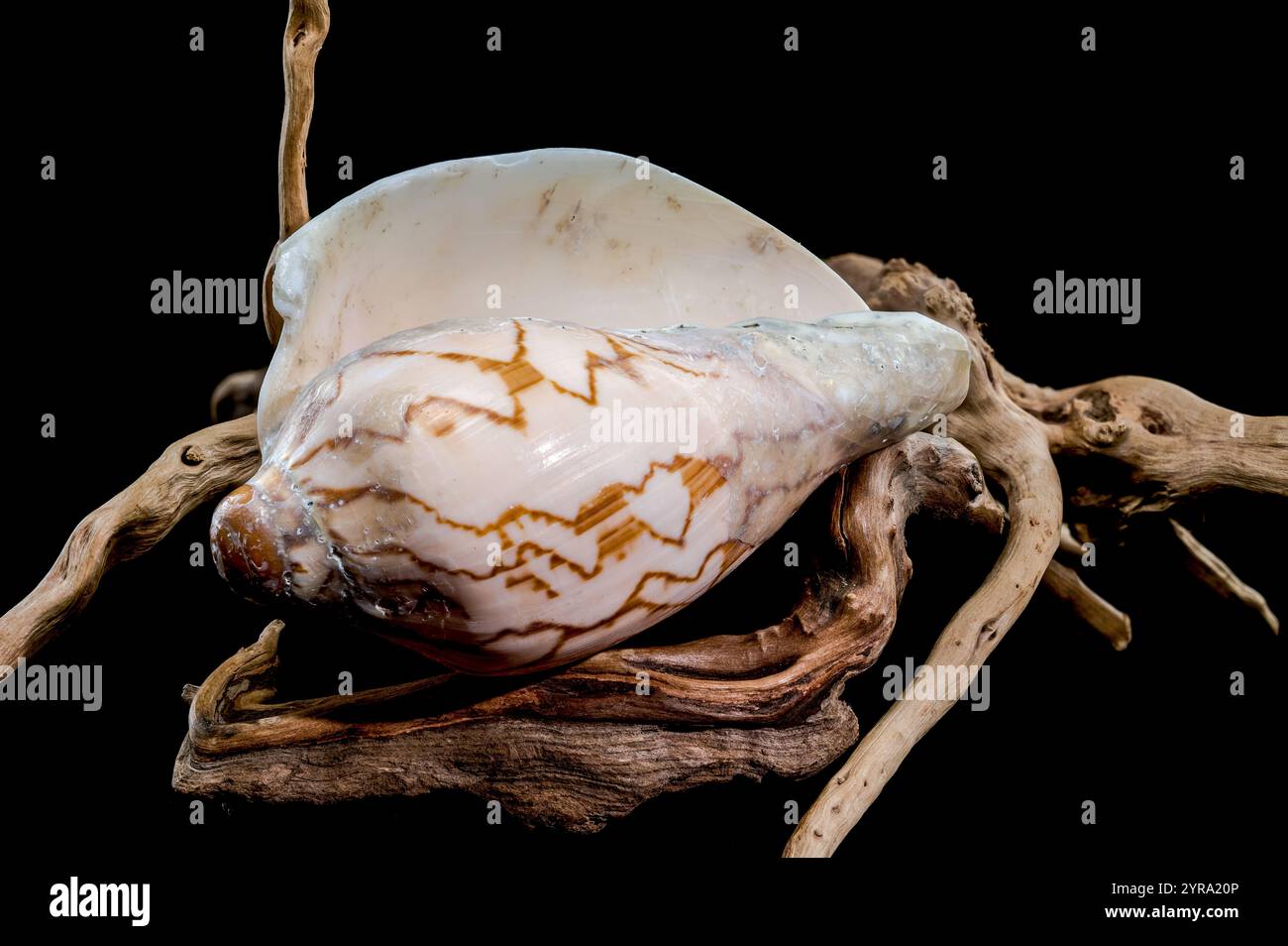 A stunning Cymbiola nobilis seashell, adorned with intricate brown ...