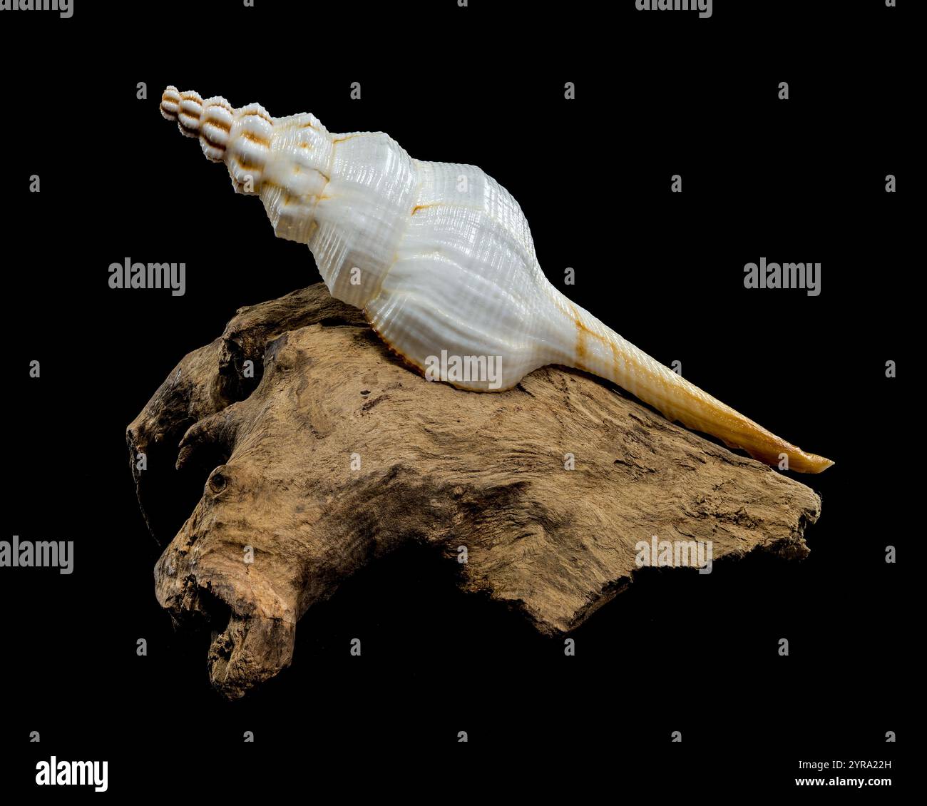 A white Fusinus colus seashell rests gracefully on a bed of weathered ...