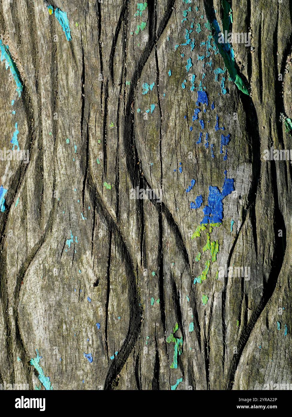 Wood pattern - feather pattern. Close-up of a wooden surface in a ...