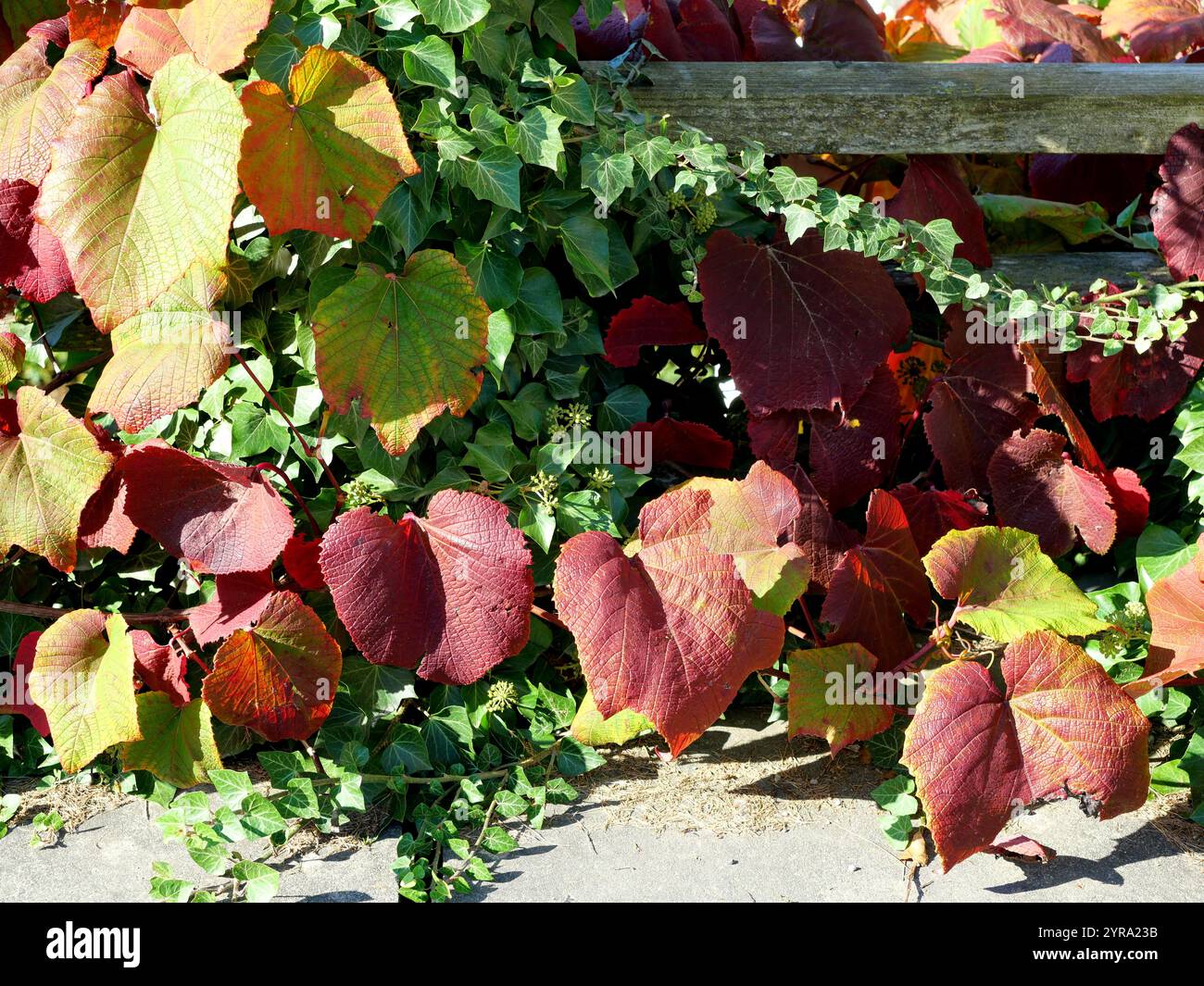 Virginia creeper. Fiery red Virginia creeper and evergreen ivy on an ...