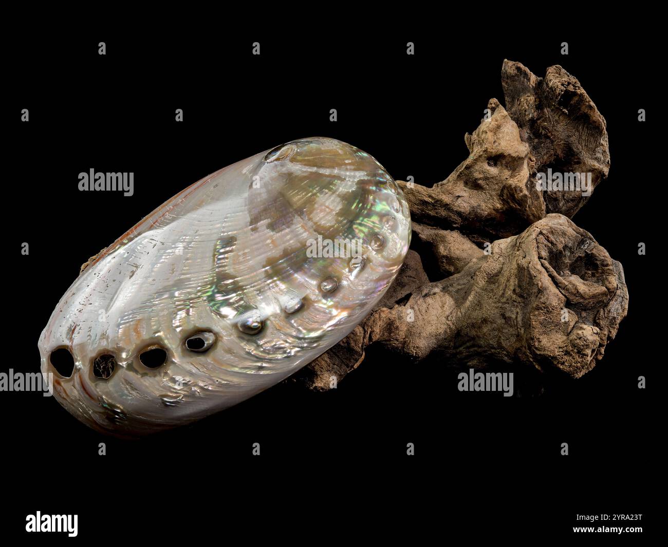 A luminous inner view of the Haliotis asinina Shell showcasing its ...