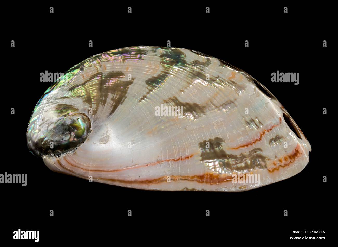 Radiant Haliotis asinina shell, commonly known as Donkeys Ear Abalone ...