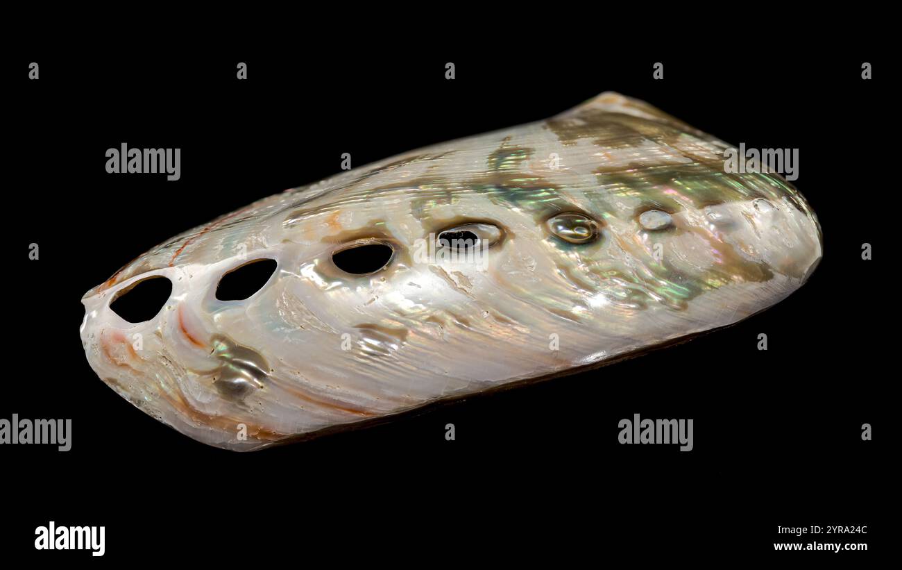 Radiant Haliotis asinina shell, commonly known as Donkeys Ear Abalone ...