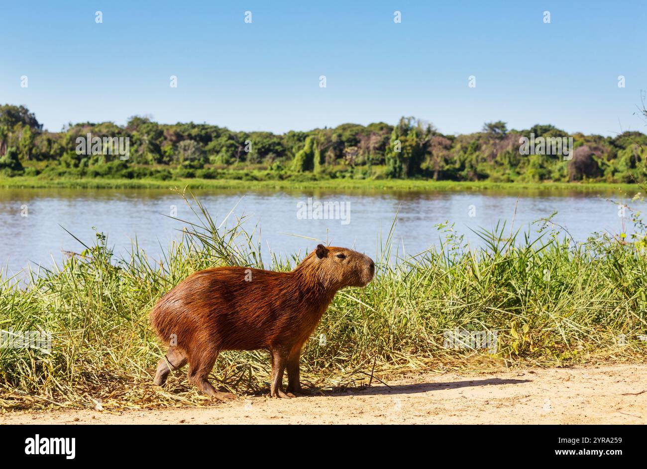 Capybara in the Pantanal, Brazil, South America Stock Photo - Alamy