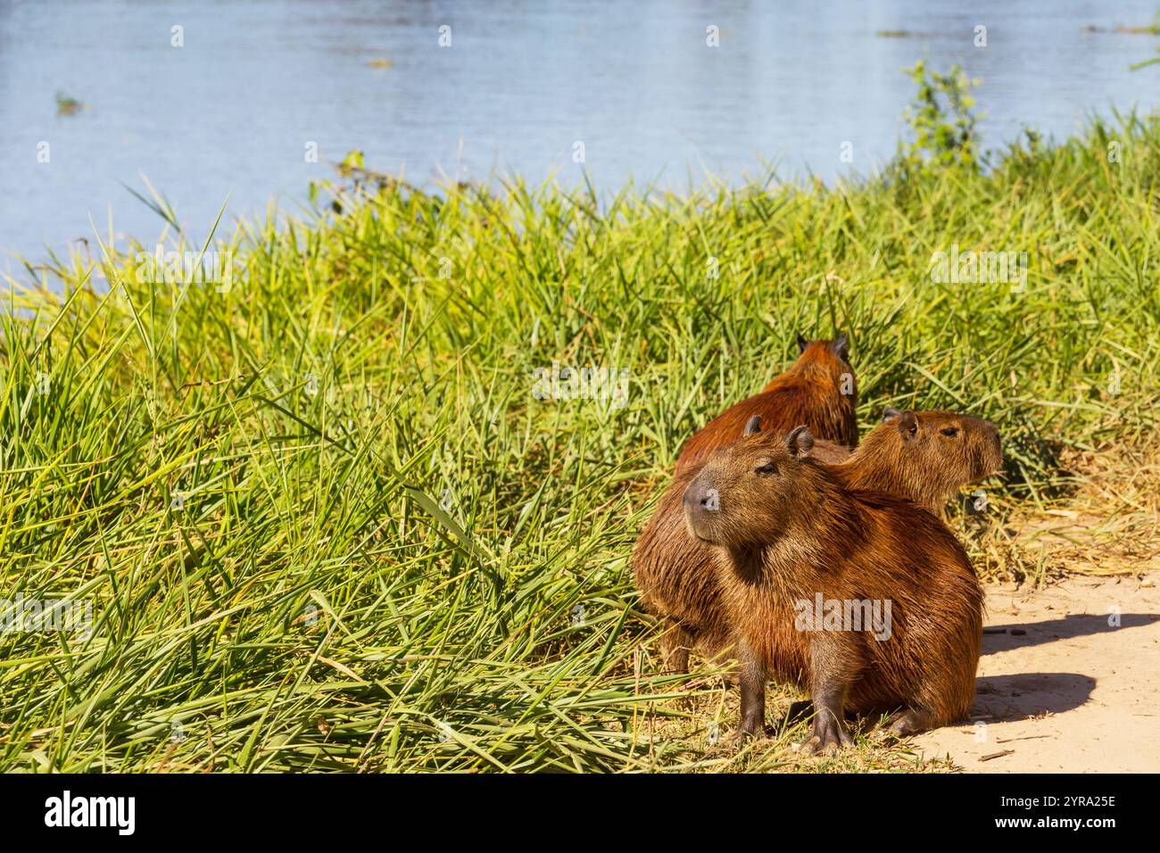 Capybara in the Pantanal, Brazil, South America Stock Photo - Alamy