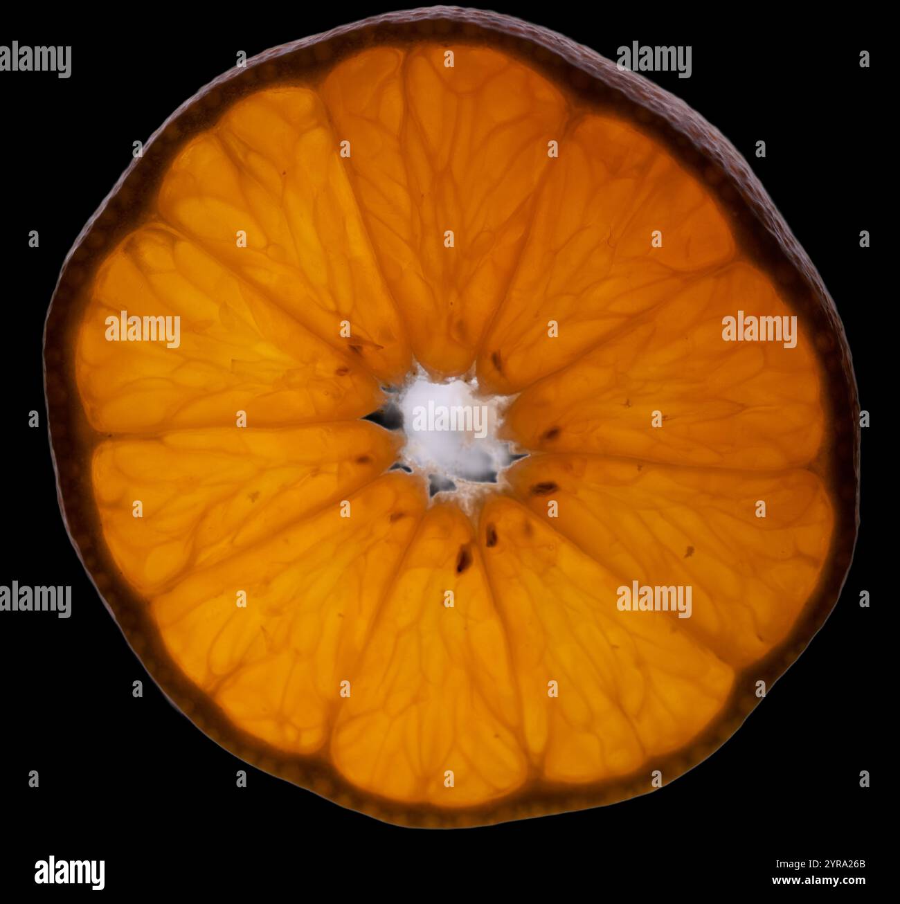 cross section of a tangerine illuminated by backlight structure Stock ...