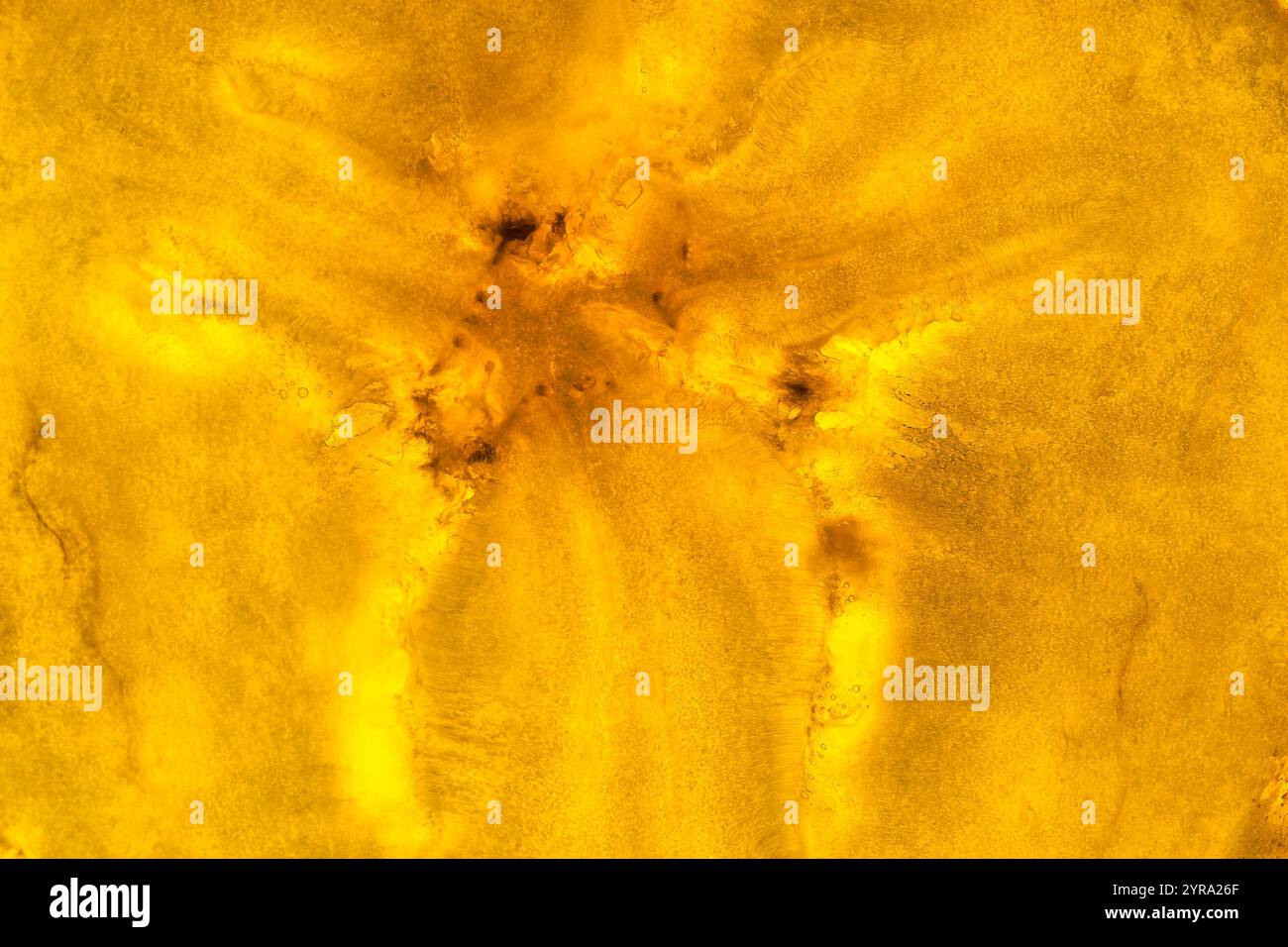 cross section of a banana illuminated by backlight structure Stock ...