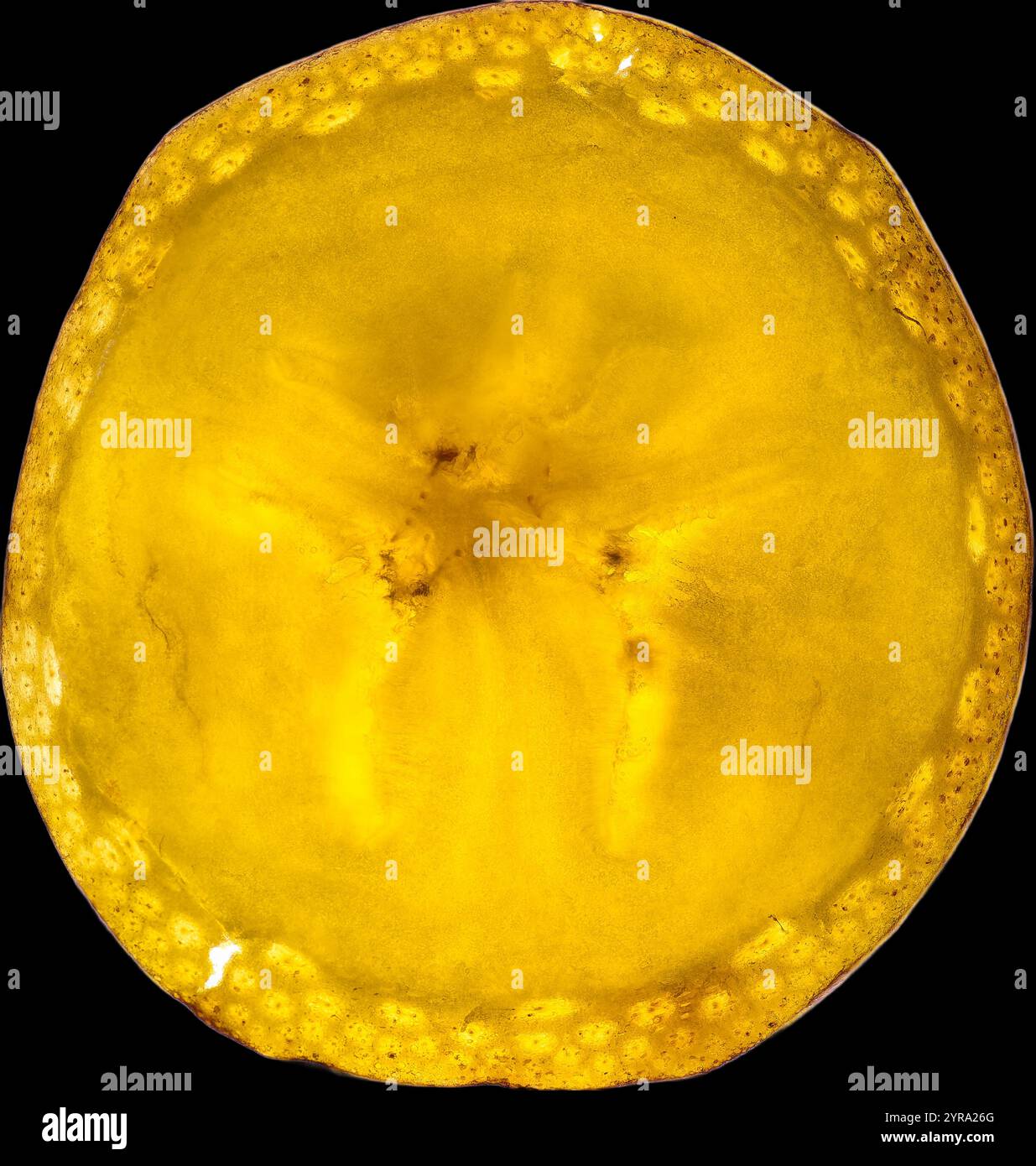 cross section of a banana illuminated by backlight structure Stock ...