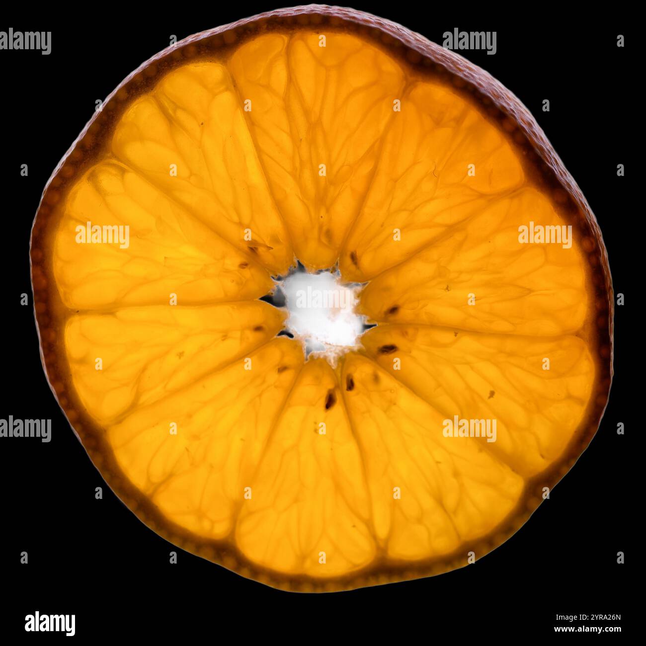 cross section of a tangerine illuminated by backlight structure Stock ...
